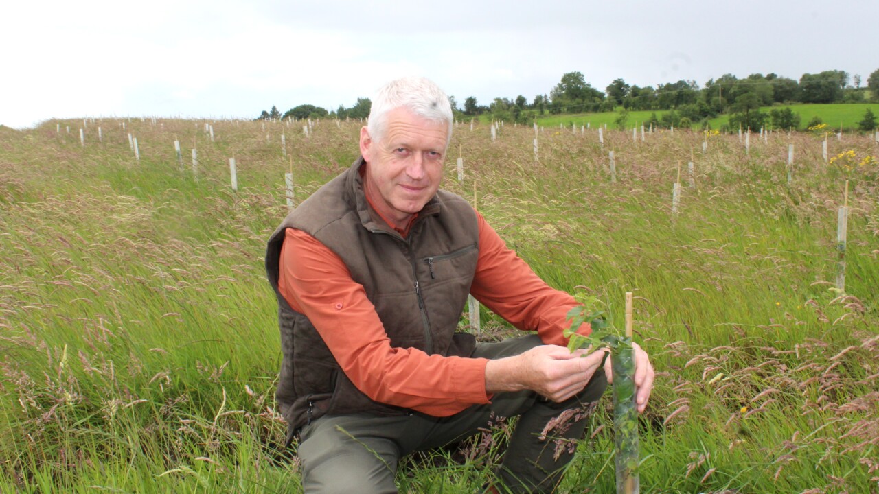 Forestry in Northern Ireland facing uncertain future - Agriland.ie