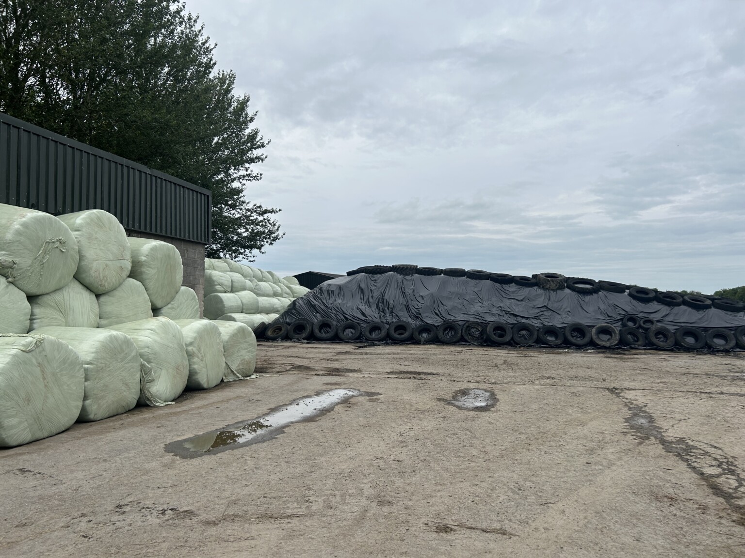 Time to test your silage for your winter milking herd - Agriland.ie