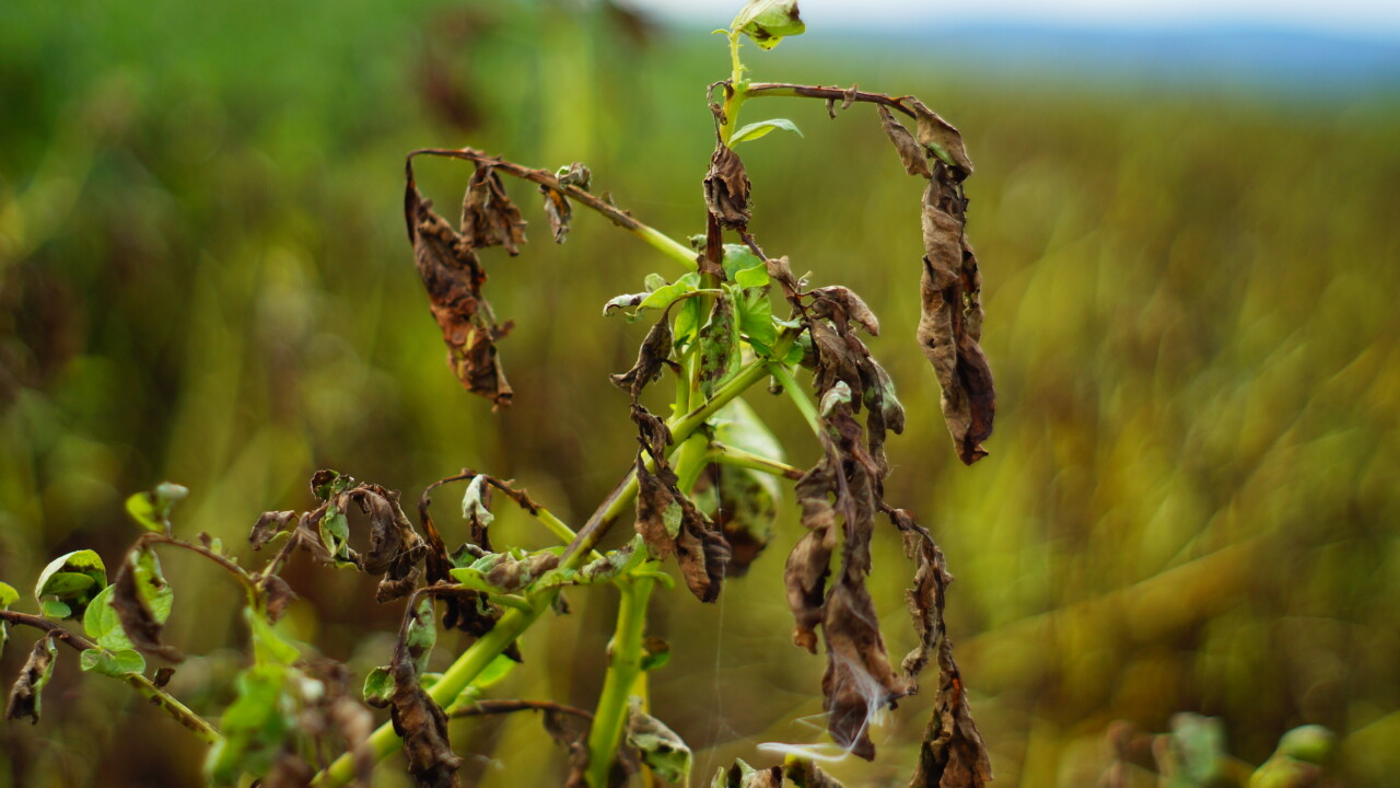 Weather conditions remain conducive to blight attack - Agriland.ie