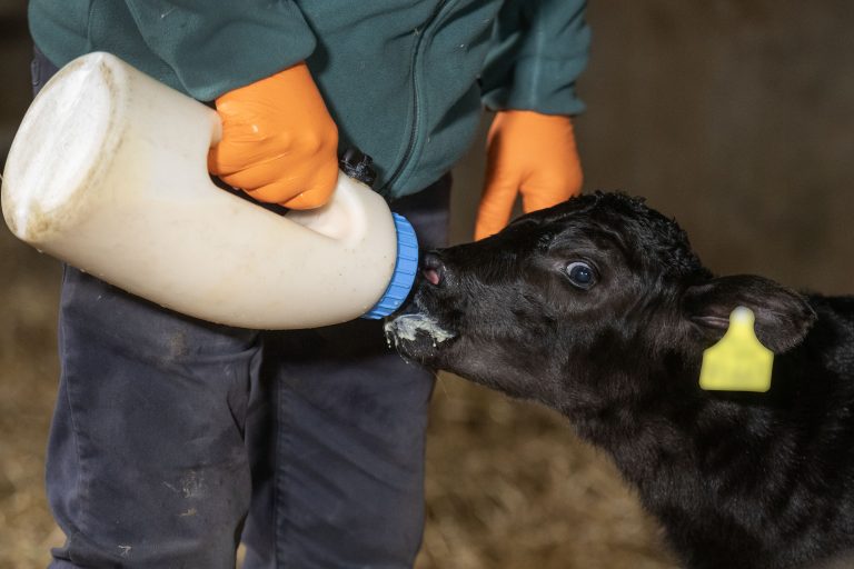 Watch: A new approach to cryptosporidiosis control for your calves ...