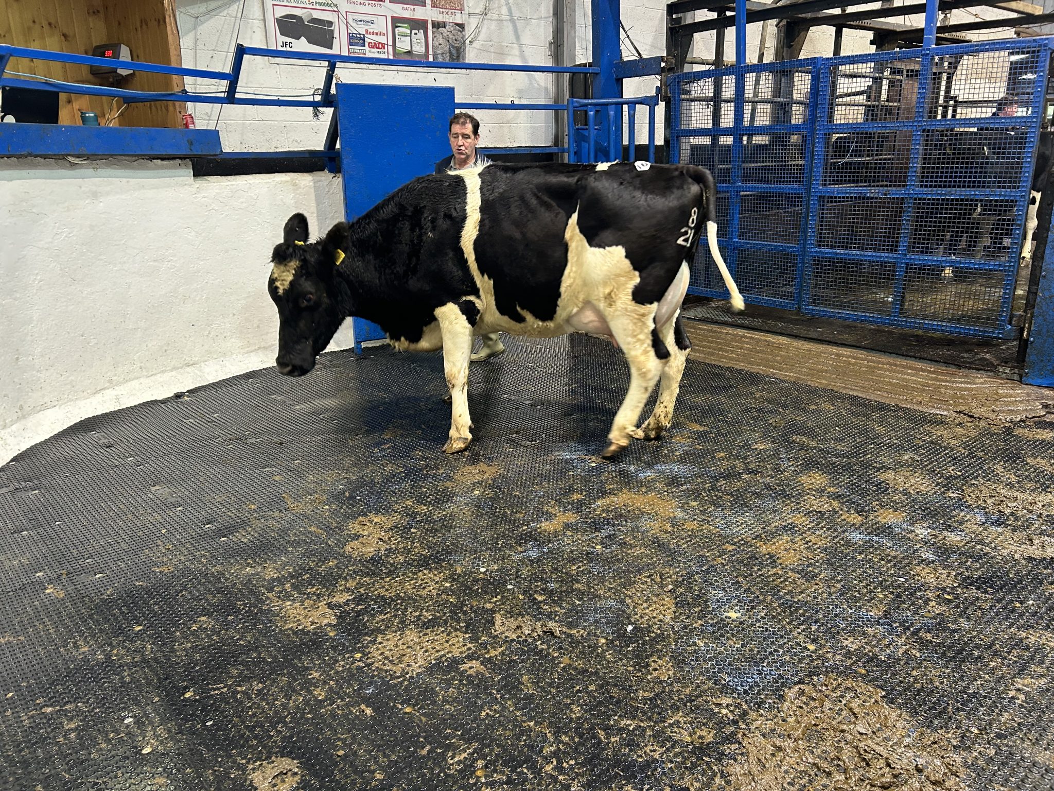Carnaross mart: What are freshly calved cows making? - Agriland.ie