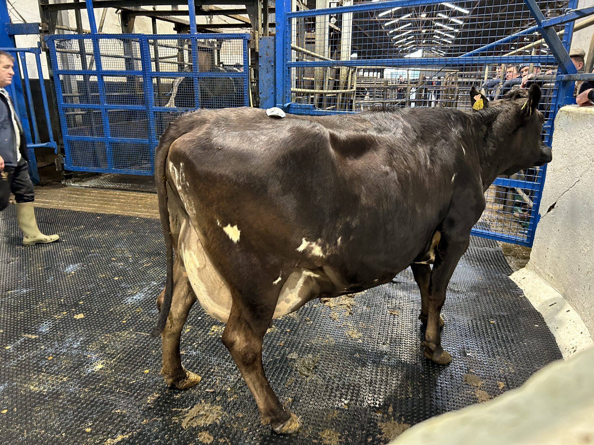 Carnaross mart: What are freshly calved cows making? - Agriland.ie