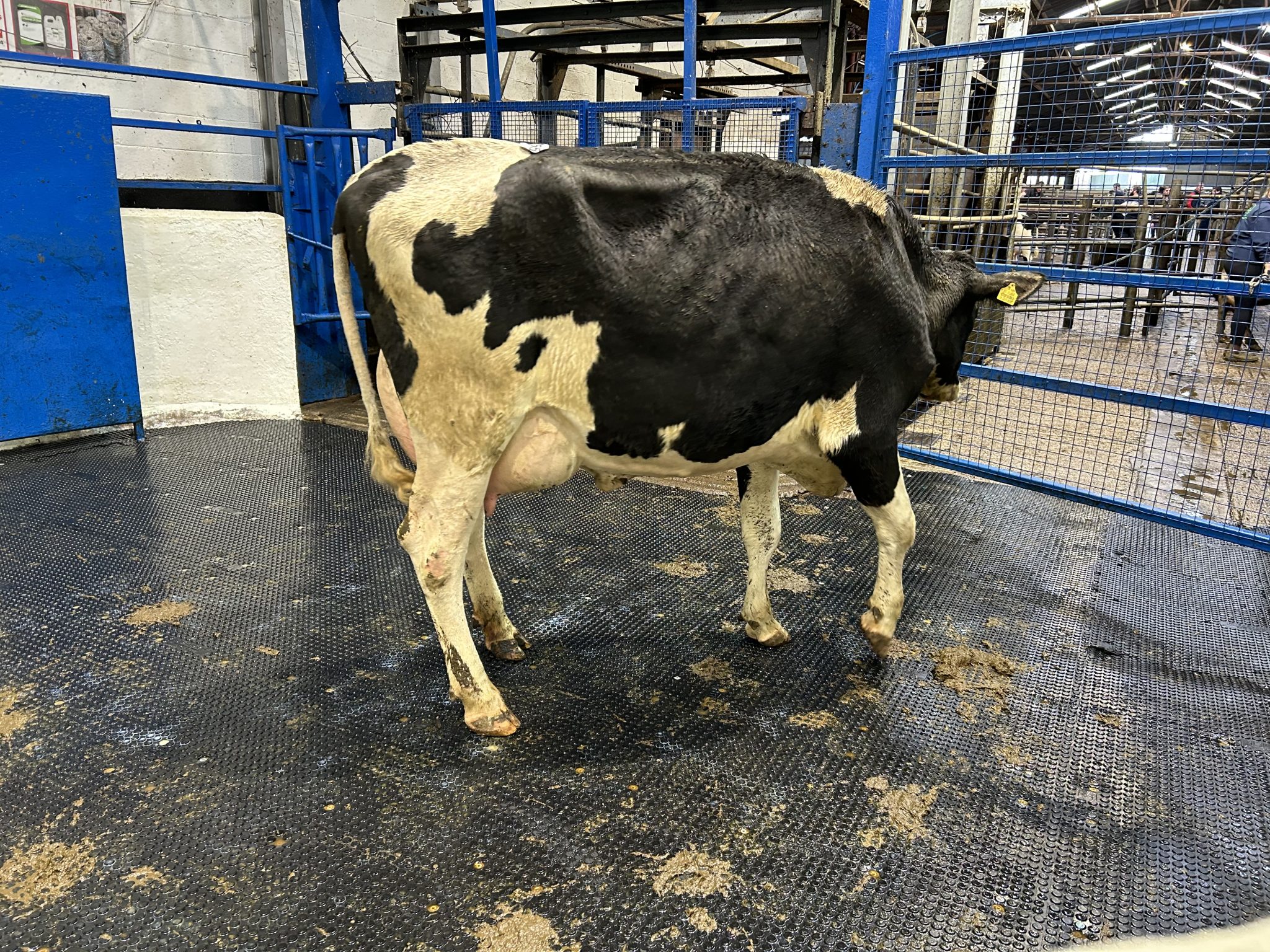 Carnaross mart: What are freshly calved cows making? - Agriland.ie