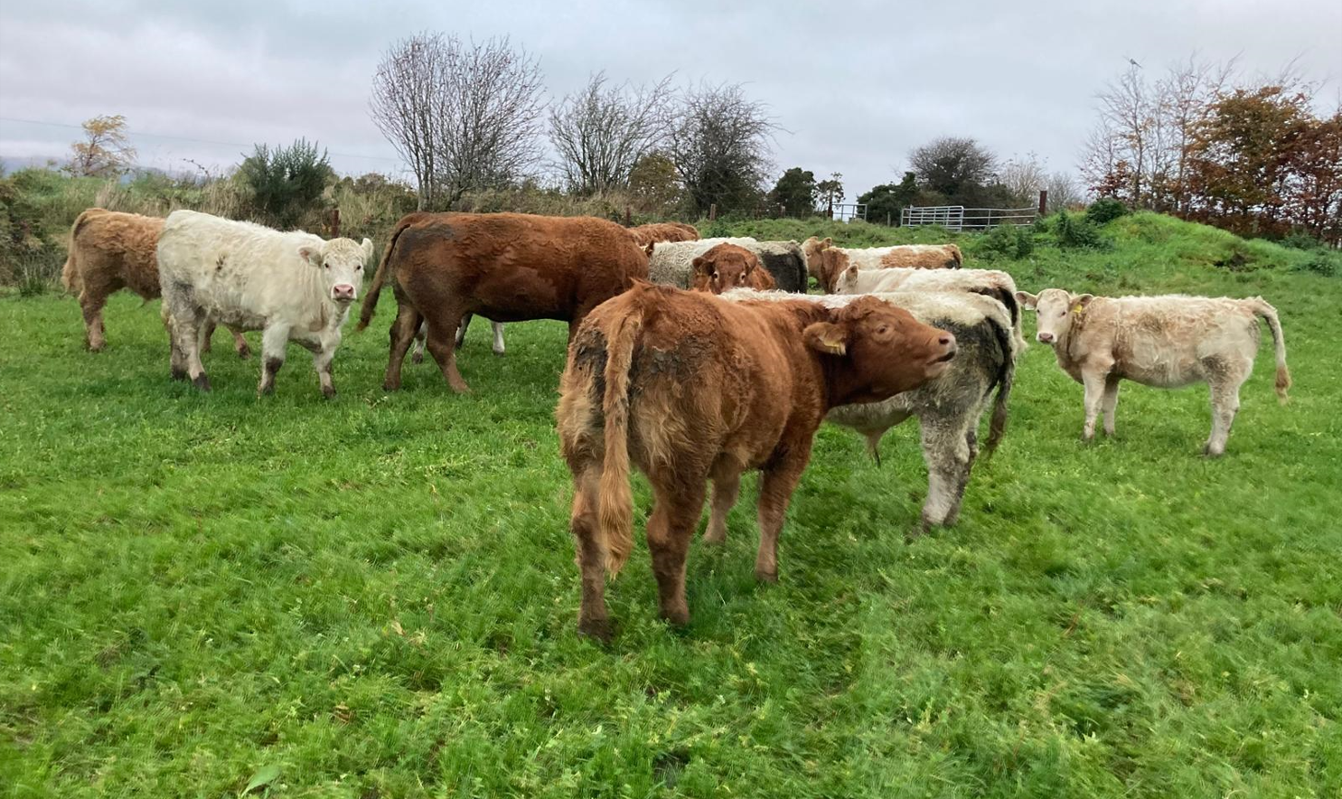ABP Monitor Farm: Store lambs, calves at grass and bull beef in Sligo ...