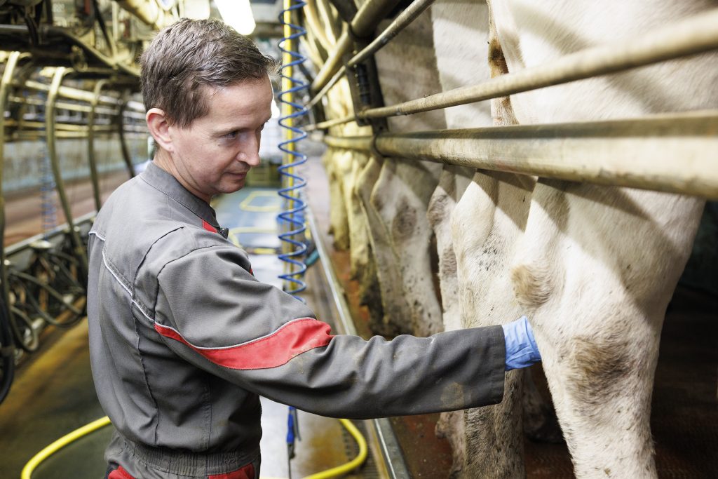 Watch: Selective dry cow therapy at Lisduff Holsteins - Agriland.ie