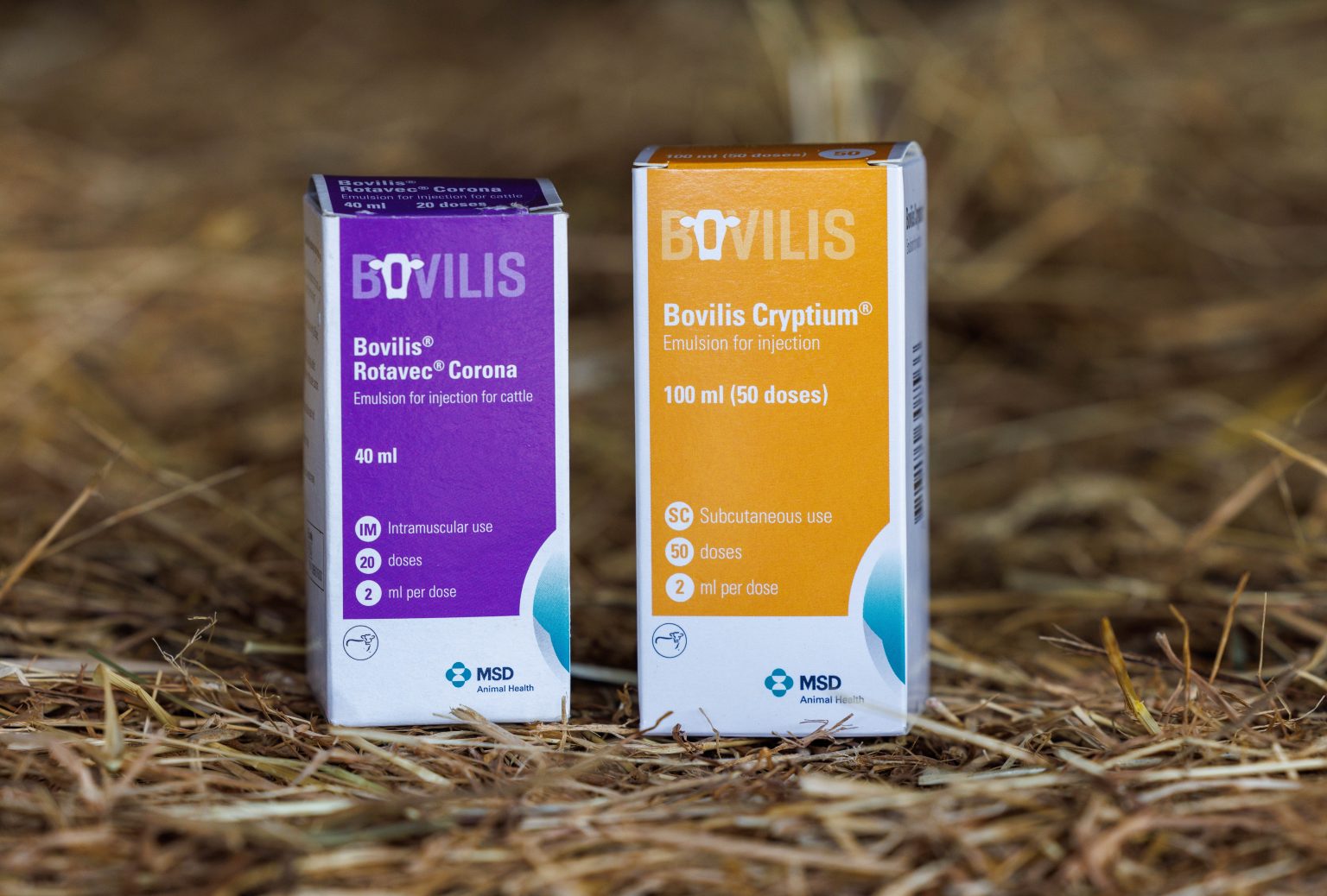 Antrim dairy farmer praises new crypto vaccine - Agriland.ie