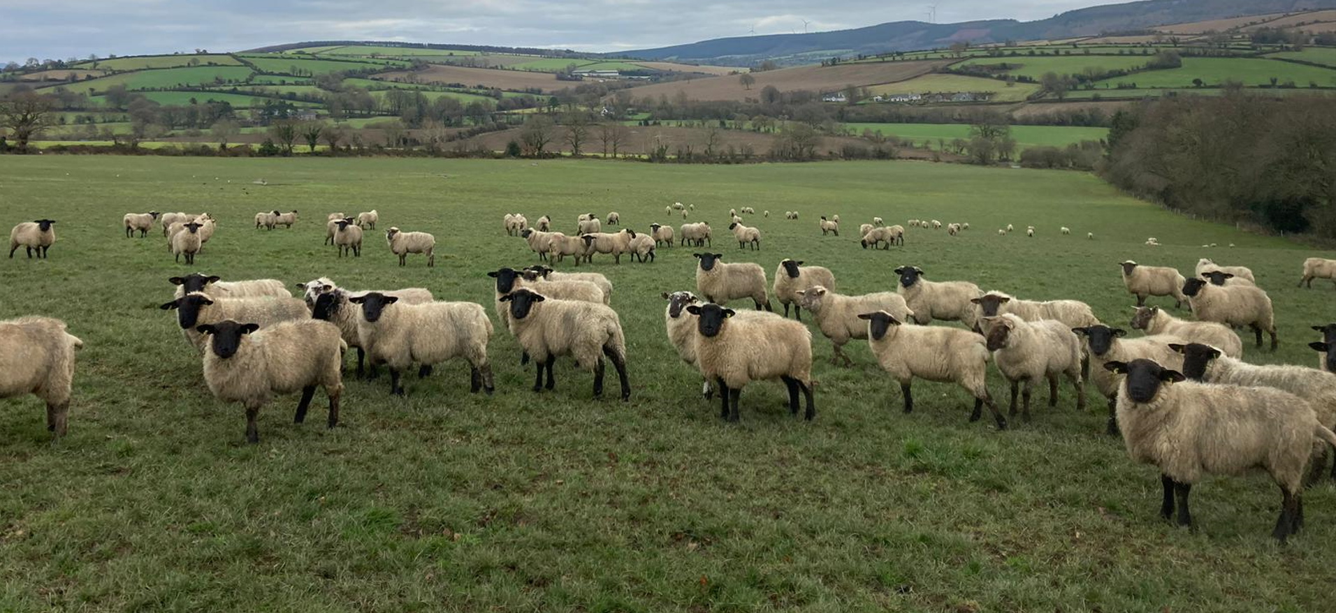 ABP Demo Farm: Update on store lamb performance - Agriland.ie