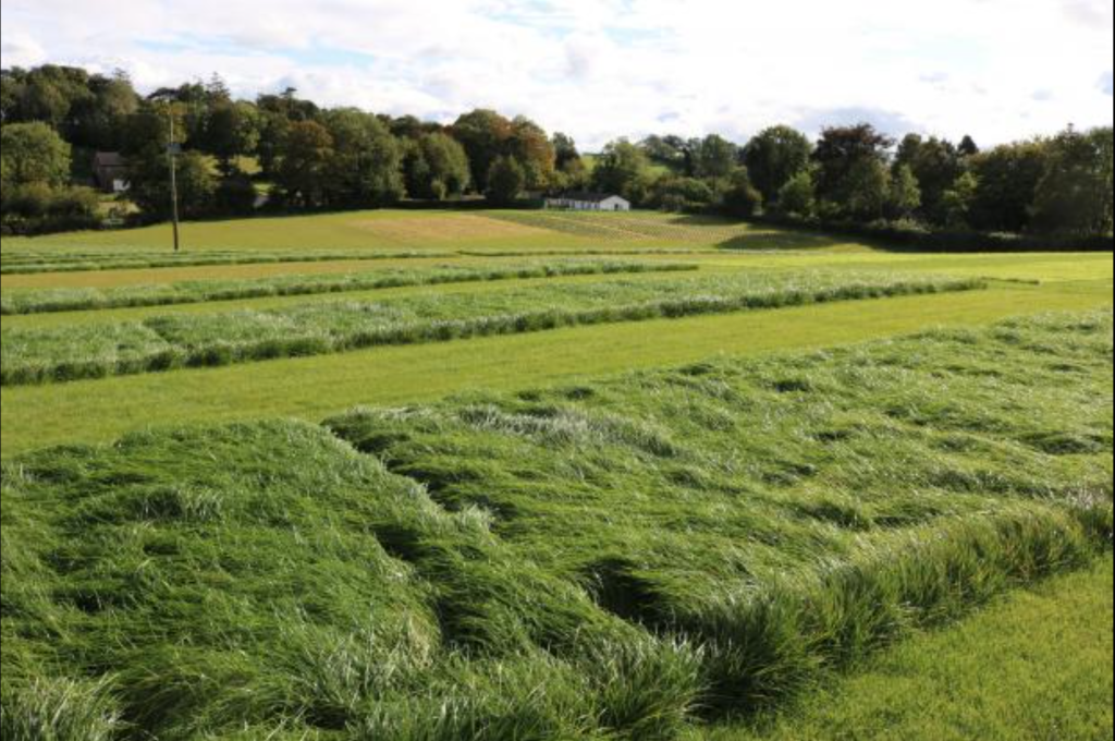 AFBI and Barenbrug Holding to end 30-year partnership - Agriland.ie