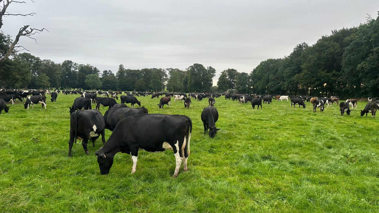 Monitor BCS as freshly calved cows are in an energy deficit - Agriland.ie