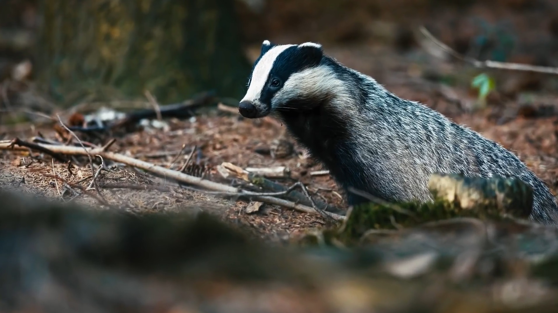 TB Awareness Series: How to protect and prevent badger activity on land ...