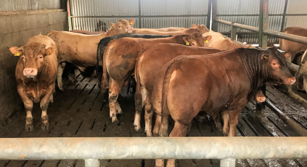 Average CFU herd finishing over 1,000 cattle/year - Agriland.ie
