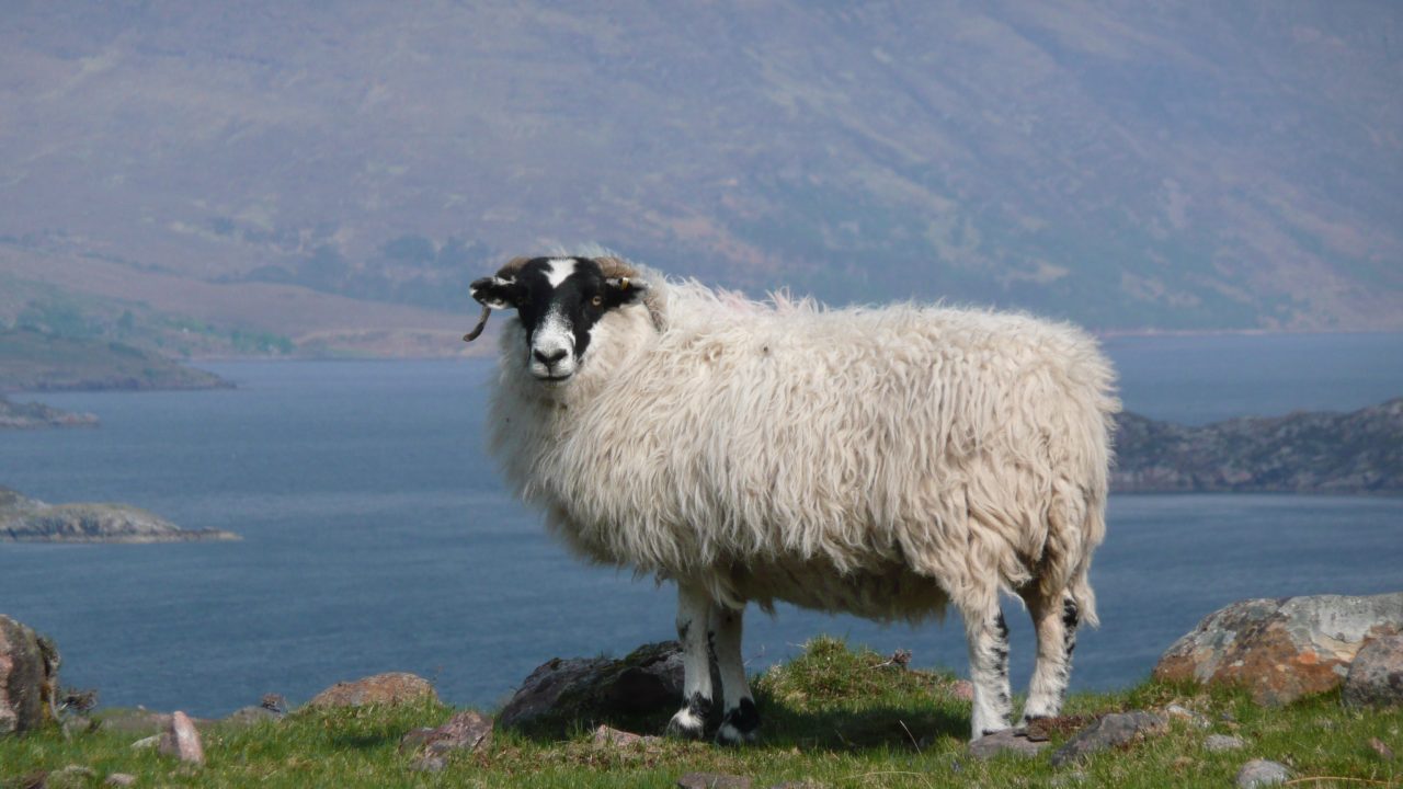 How Mayo became home to Ireland’s largest sheep farm - Agriland.ie