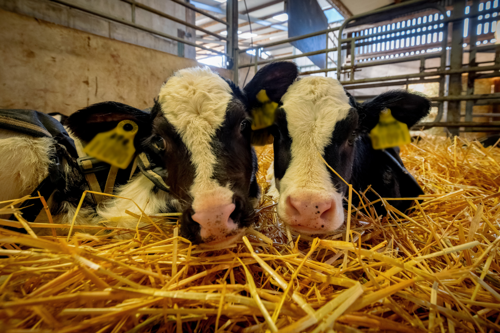 Calf Rearing Series: Look beyond the bag label - Agriland.ie