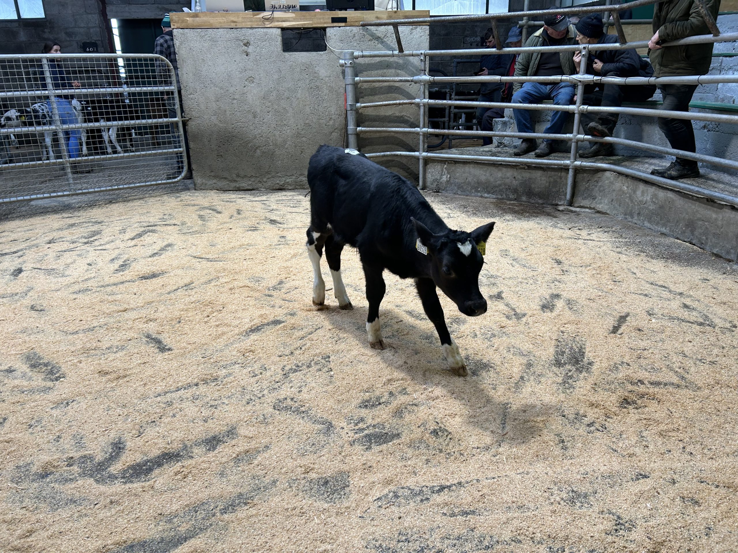 In pictures: 'Strong trade for all types of calves' at Blessington Mart ...