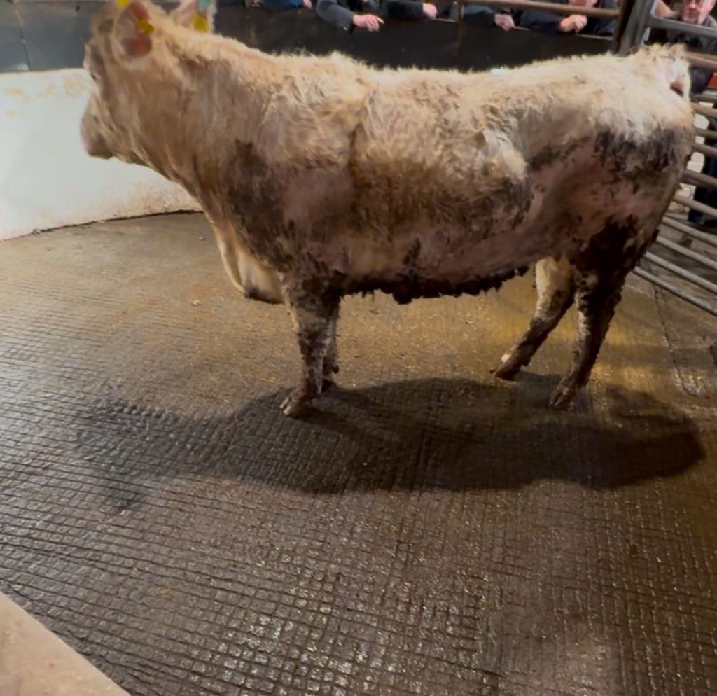 Heavy cow prices hit new heights at marts countrywide - Agriland.ie