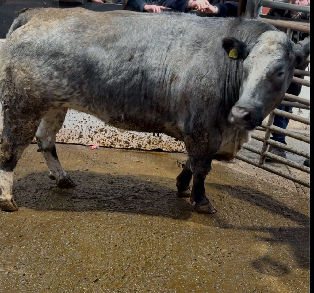 Heavy cow prices hit new heights at marts countrywide - Agriland.ie