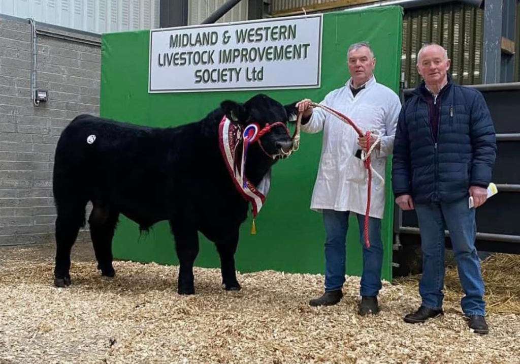 Cavan breeder secures €9,000 for Angus bull at Carrick sale - Agriland.ie