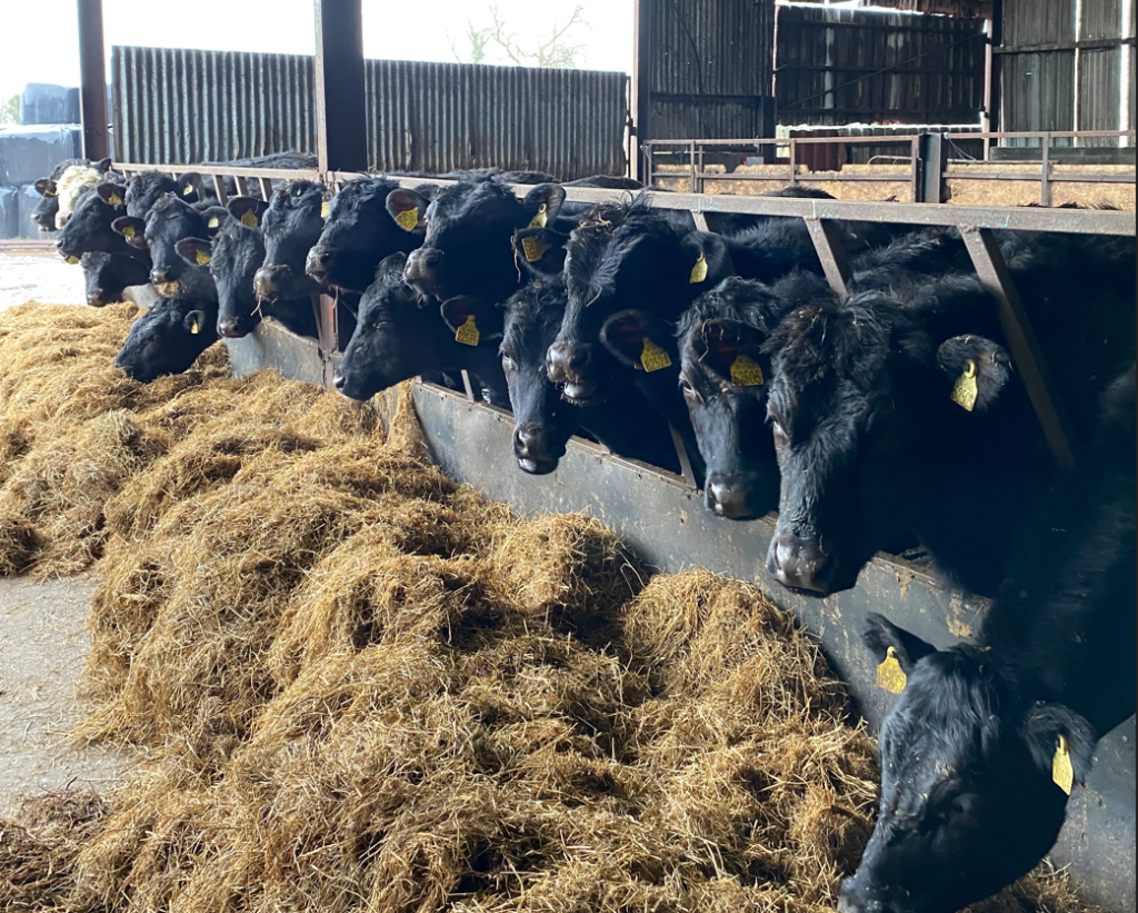 Calf match-making service a 'big win' for Meath beef farm - Agriland.ie