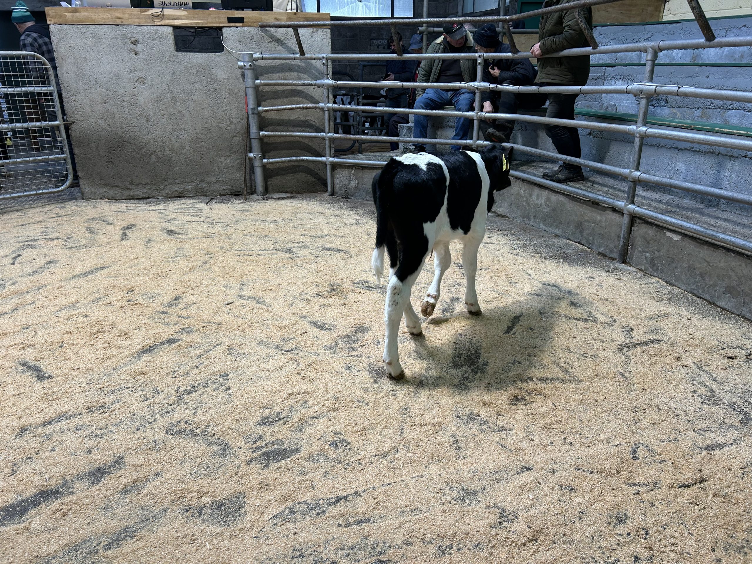 In pictures: 'Strong trade for all types of calves' at Blessington Mart ...