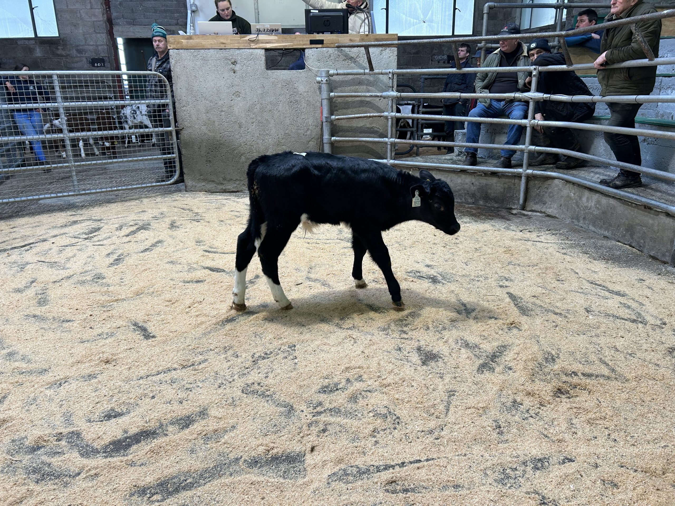In pictures: 'Strong trade for all types of calves' at Blessington Mart ...