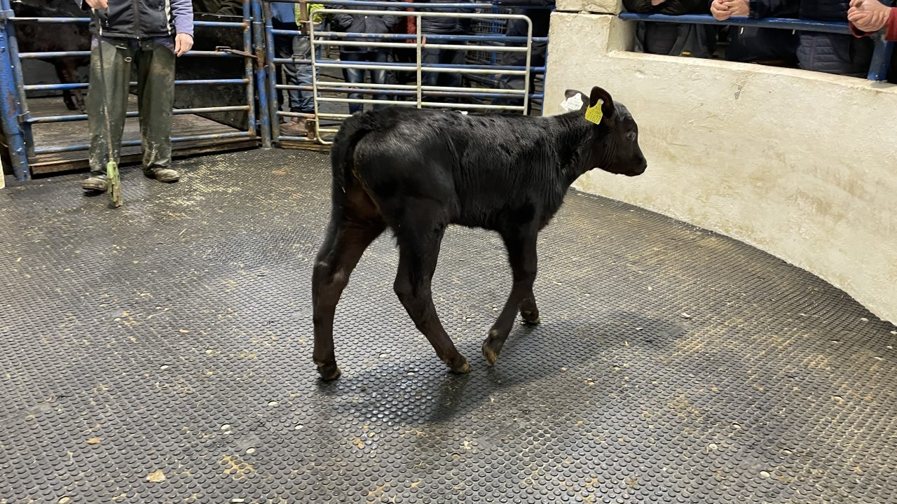 Table: Average prices paid for calves by age and breed last week ...