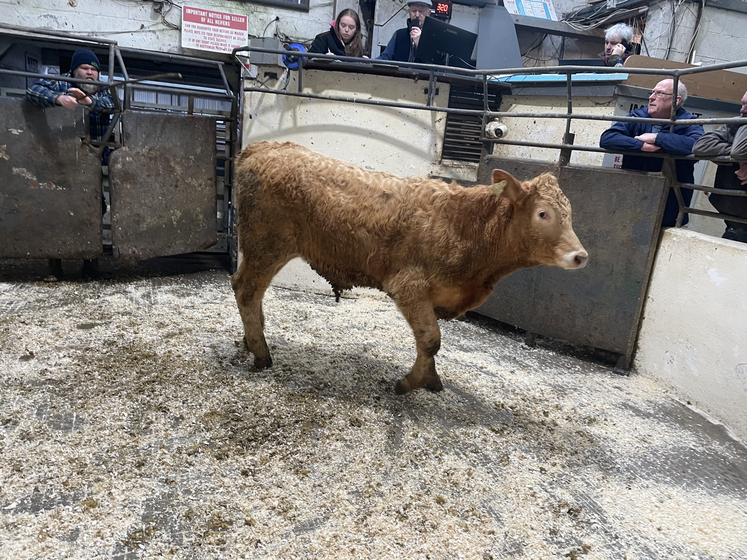 Gallery: Sample store cattle prices from Kilcullen Mart - Agriland.ie