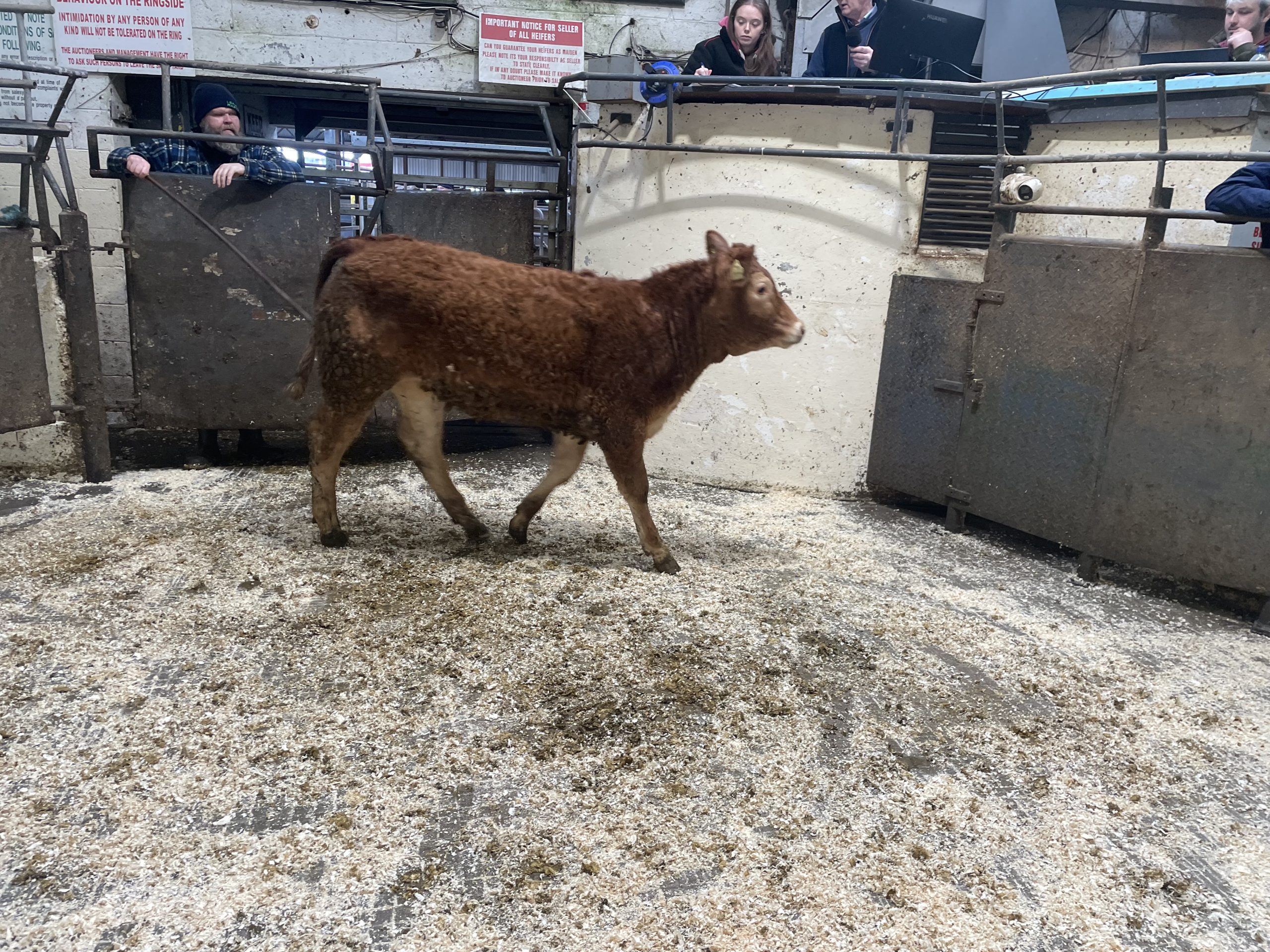 Gallery: Sample store cattle prices from Kilcullen Mart - Agriland.ie