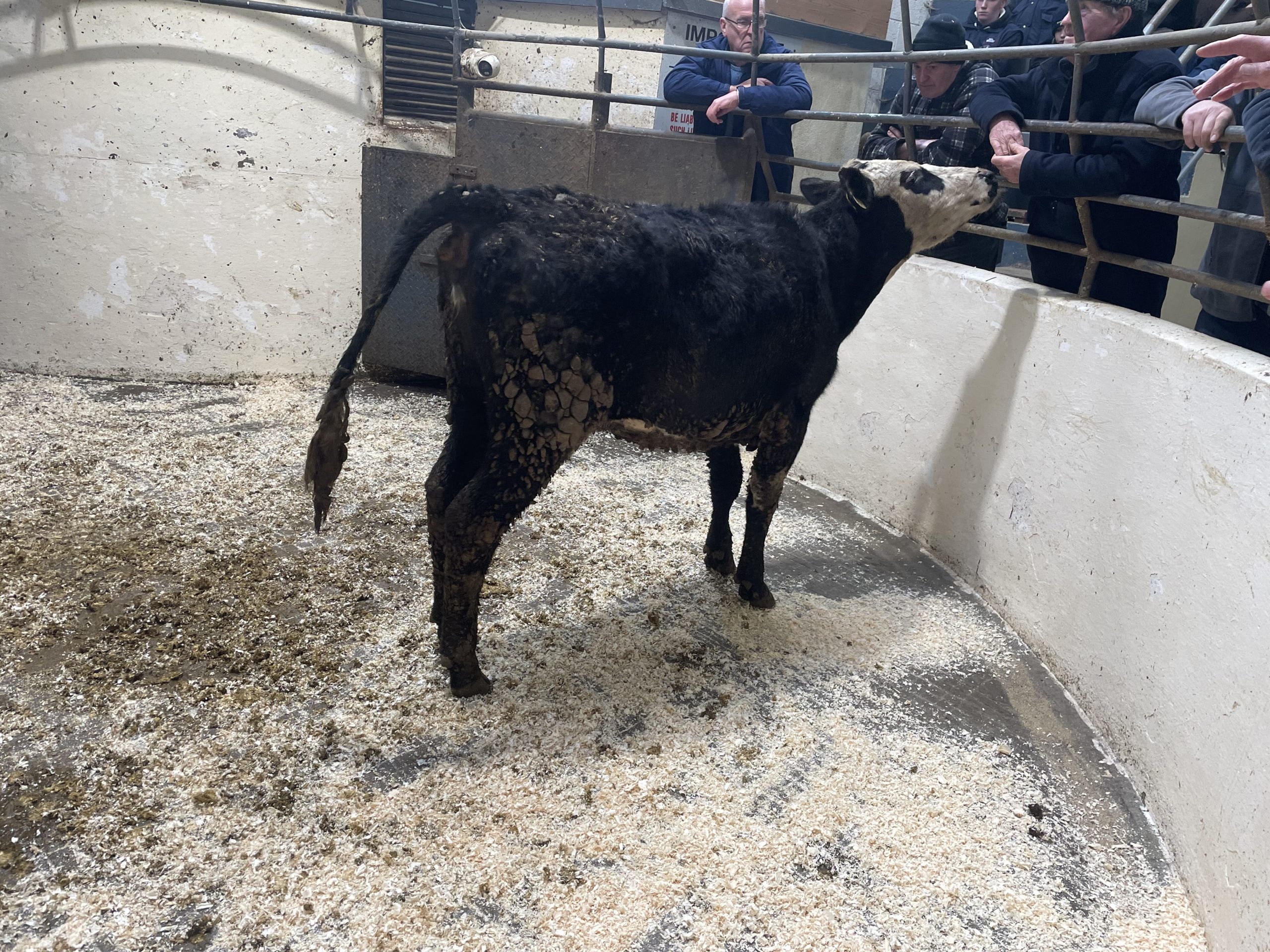 Gallery: Sample store cattle prices from Kilcullen Mart - Agriland.ie