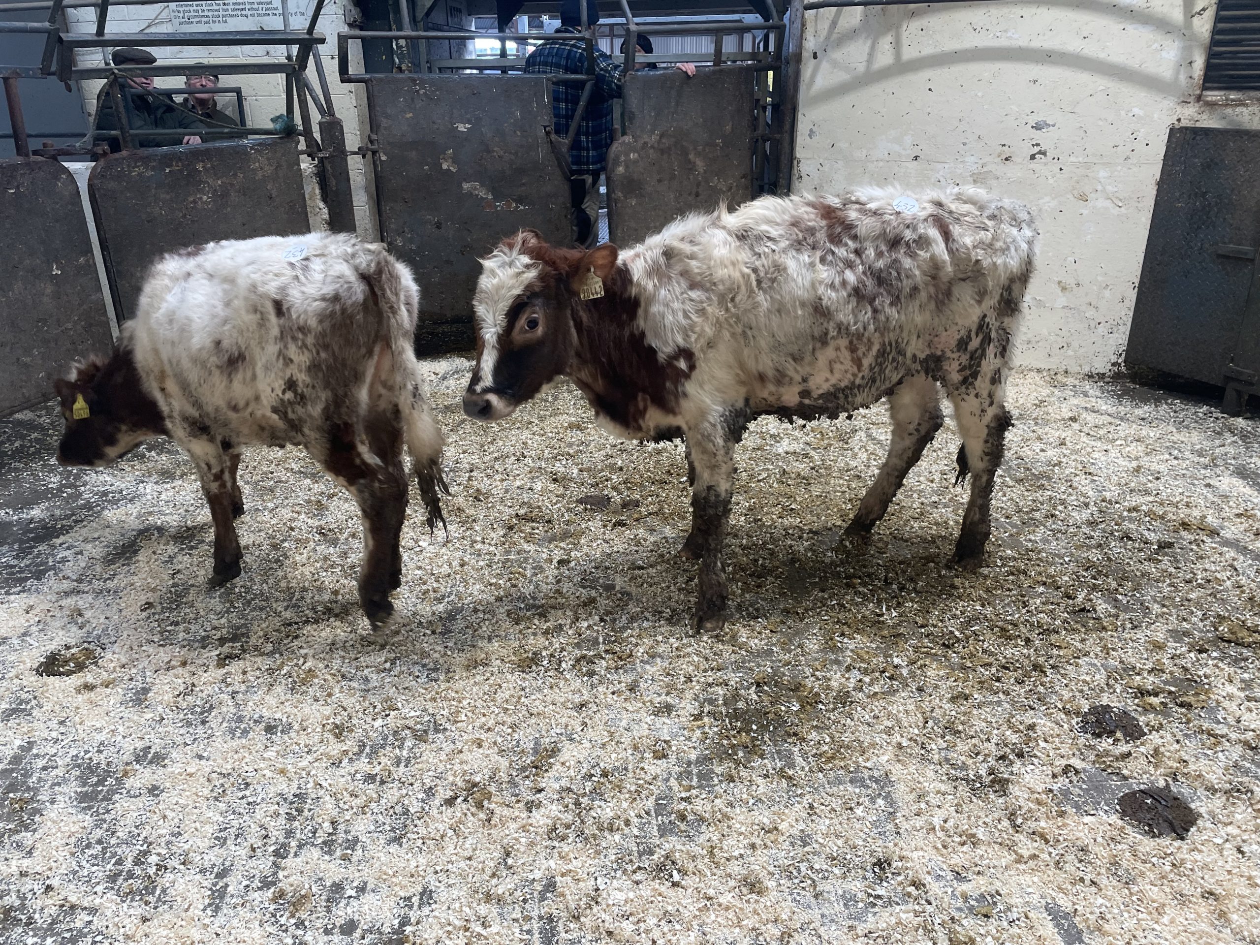 Gallery: Sample store cattle prices from Kilcullen Mart - Agriland.ie
