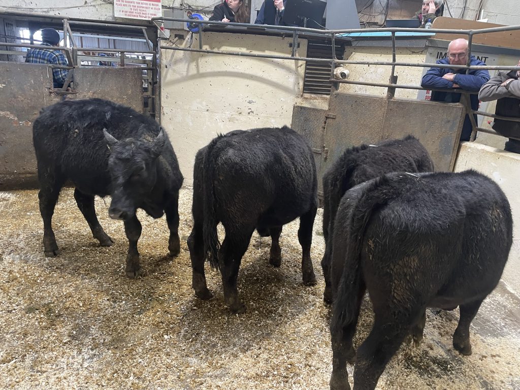 Gallery: Sample store cattle prices from Kilcullen Mart - Agriland.ie