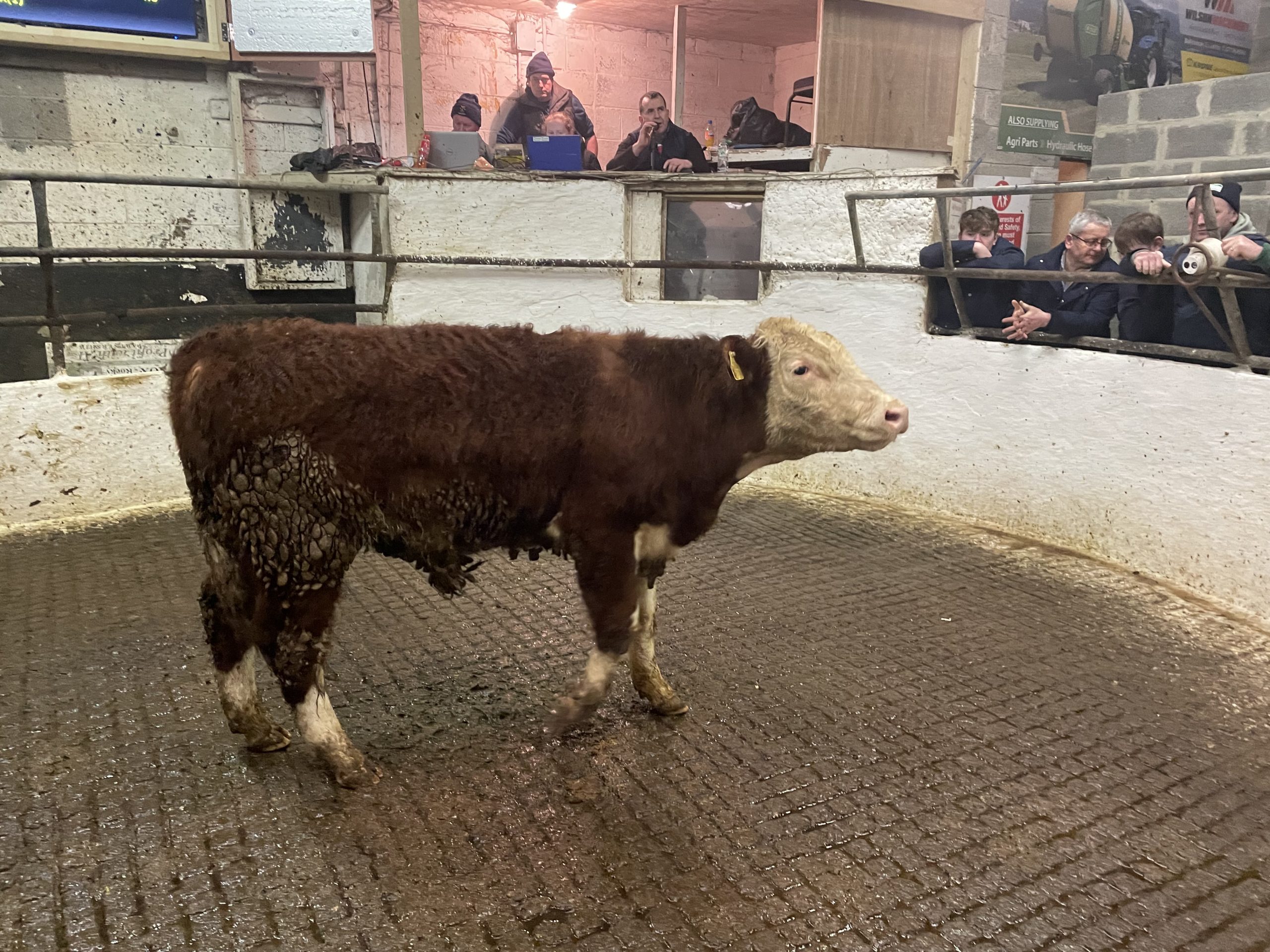 Mart report: Cattle prices reach €3,800 at Cavan Mart - Agriland.ie