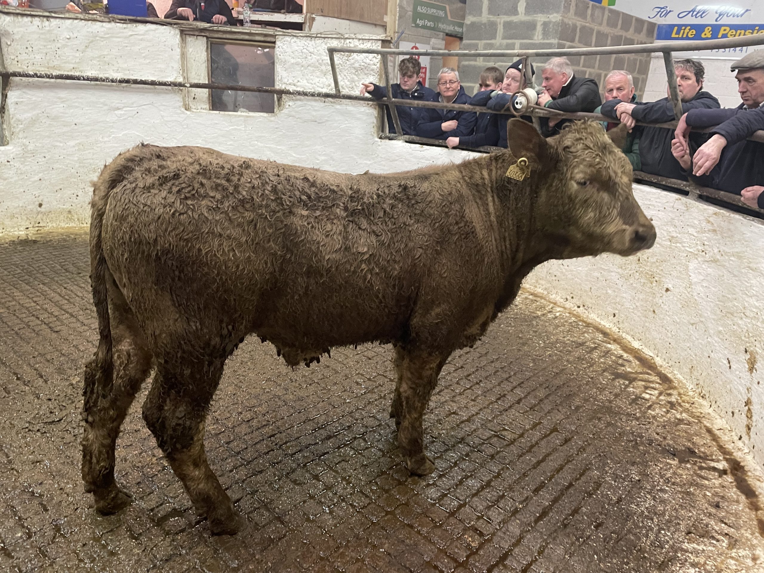 Mart report: Cattle prices reach €3,800 at Cavan Mart - Agriland.ie