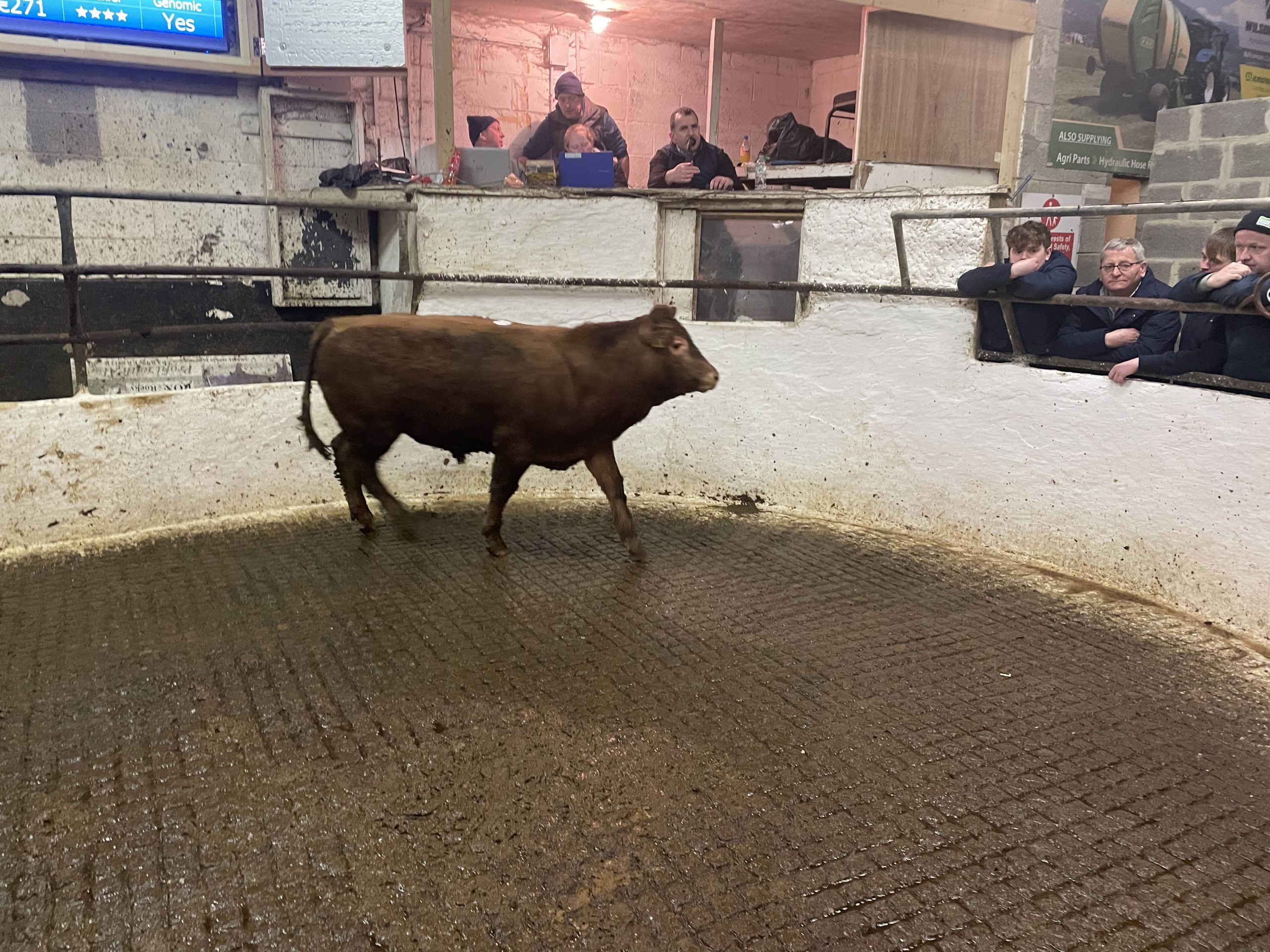 Mart report: Cattle prices reach €3,800 at Cavan Mart - Agriland.ie