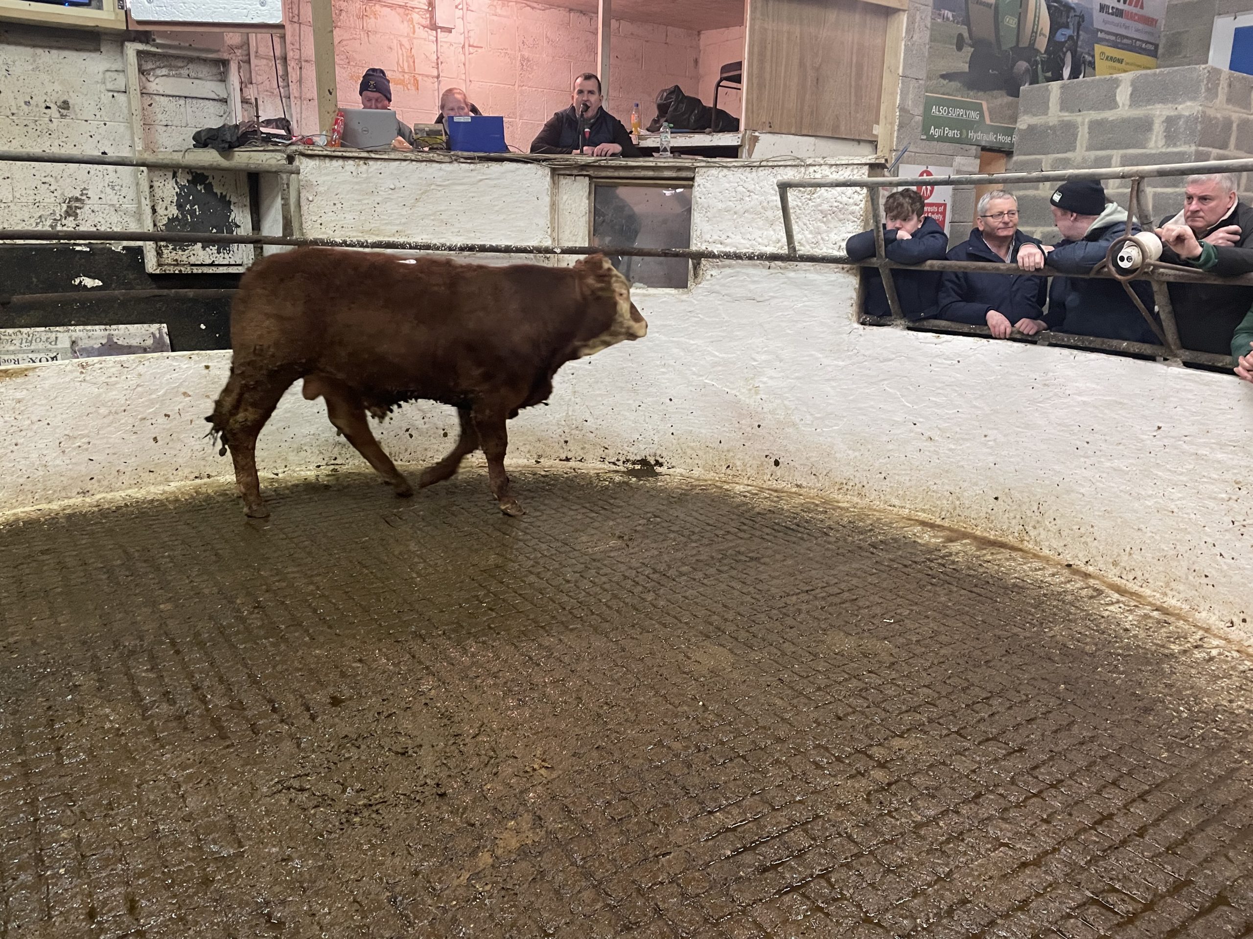 Mart report: Cattle prices reach €3,800 at Cavan Mart - Agriland.ie