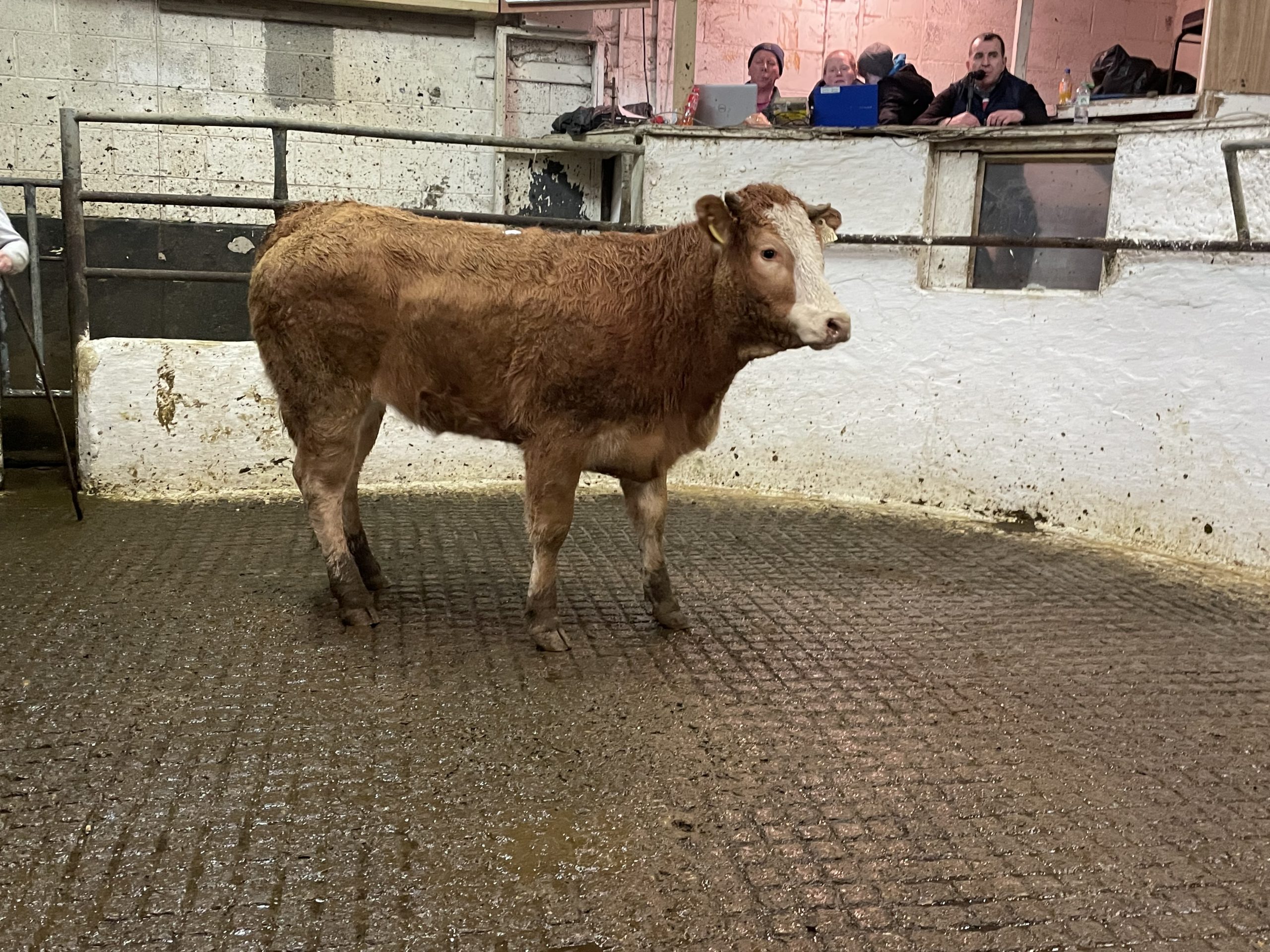 Mart report: Cattle prices reach €3,800 at Cavan Mart - Agriland.ie