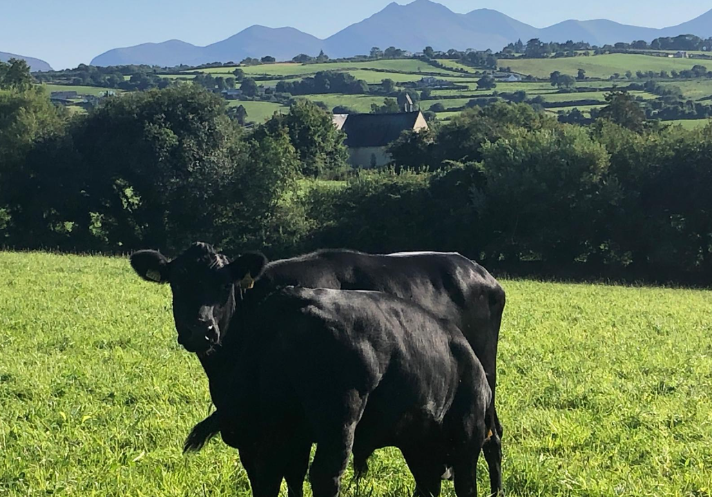 DAFM issued payments for 222 Kerry Cattle calves in 2024 - Agriland.ie