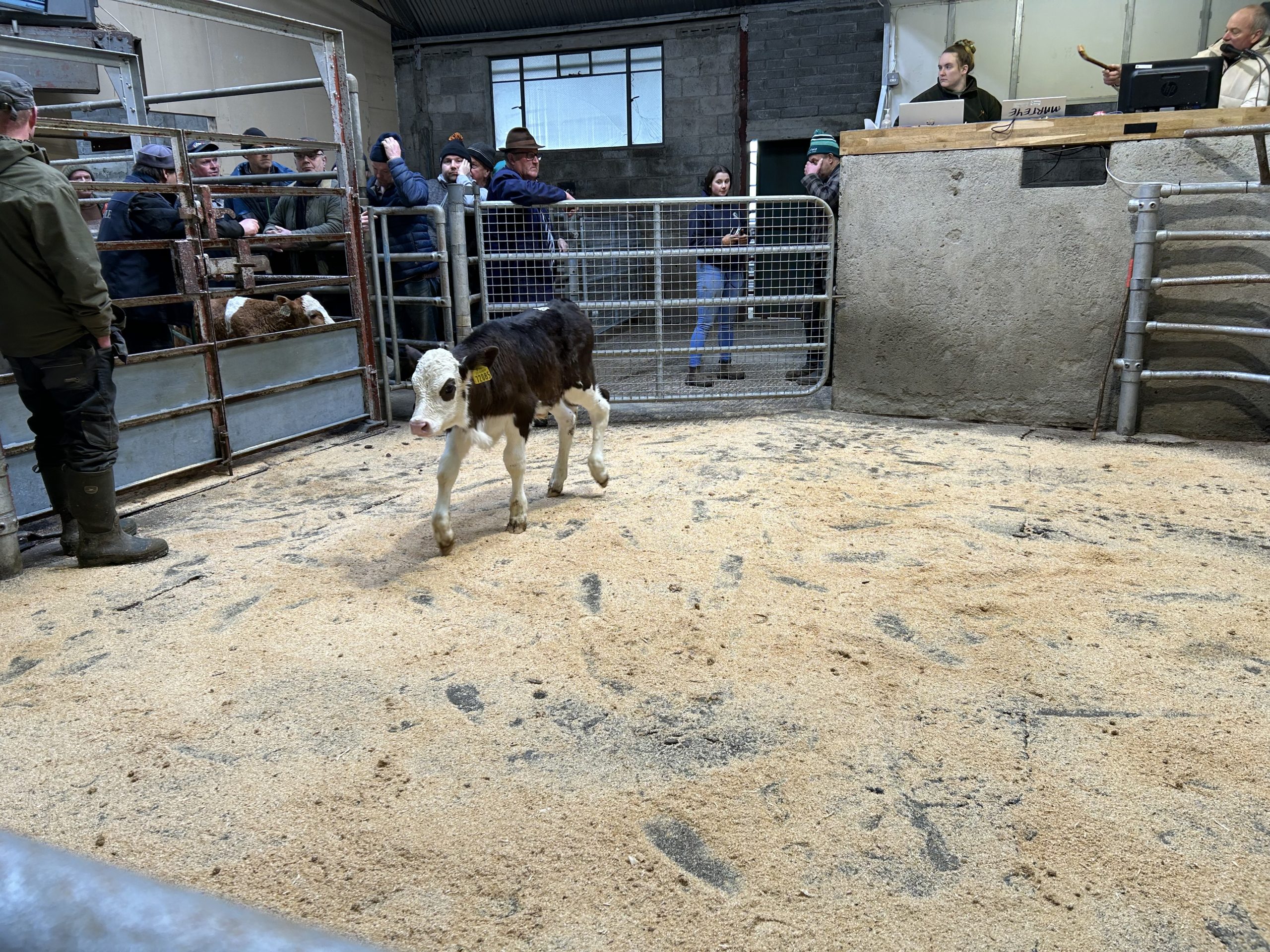 In pictures: 'Strong trade for all types of calves' at Blessington Mart ...