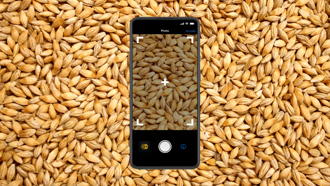 Your smartphone can now be used to determine grain quality - Agriland.ie