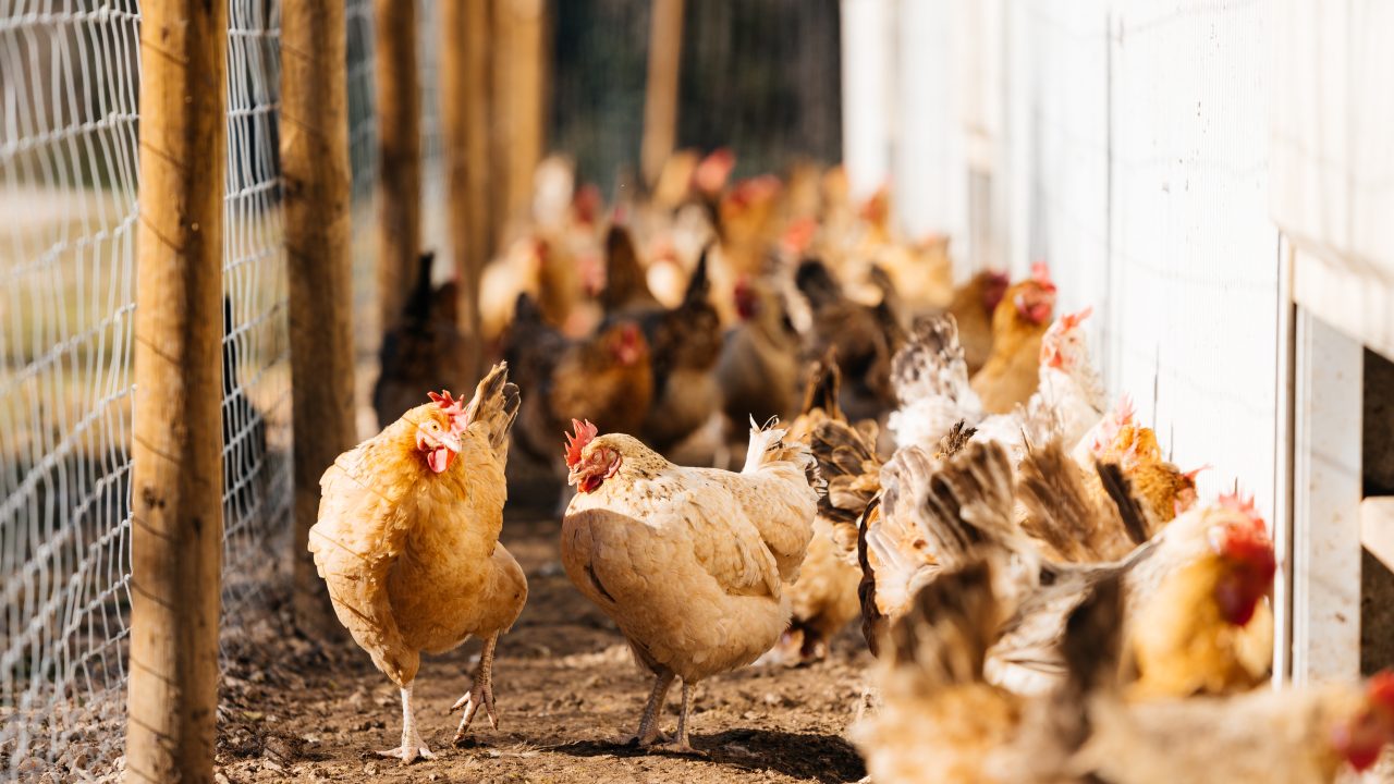 First round bird flu test results negative for Monaghan poultry farm ...
