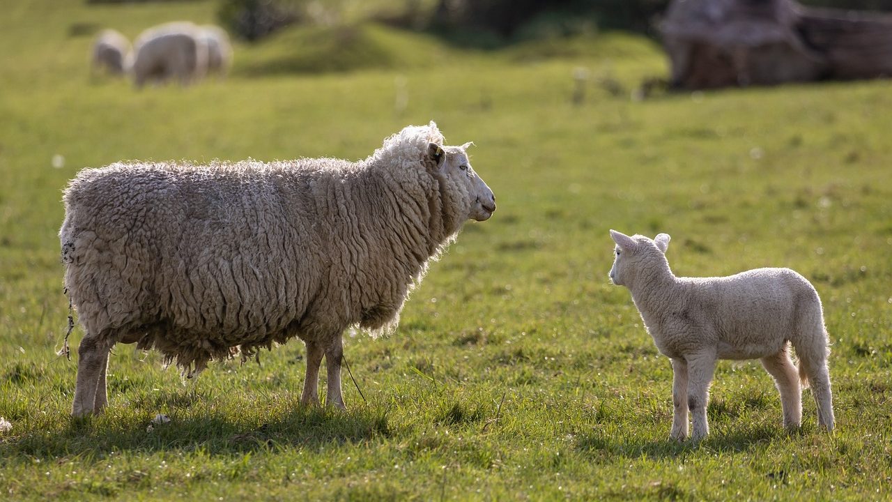 Kildare farmer using a drone to monitor sheep after dog attack ...