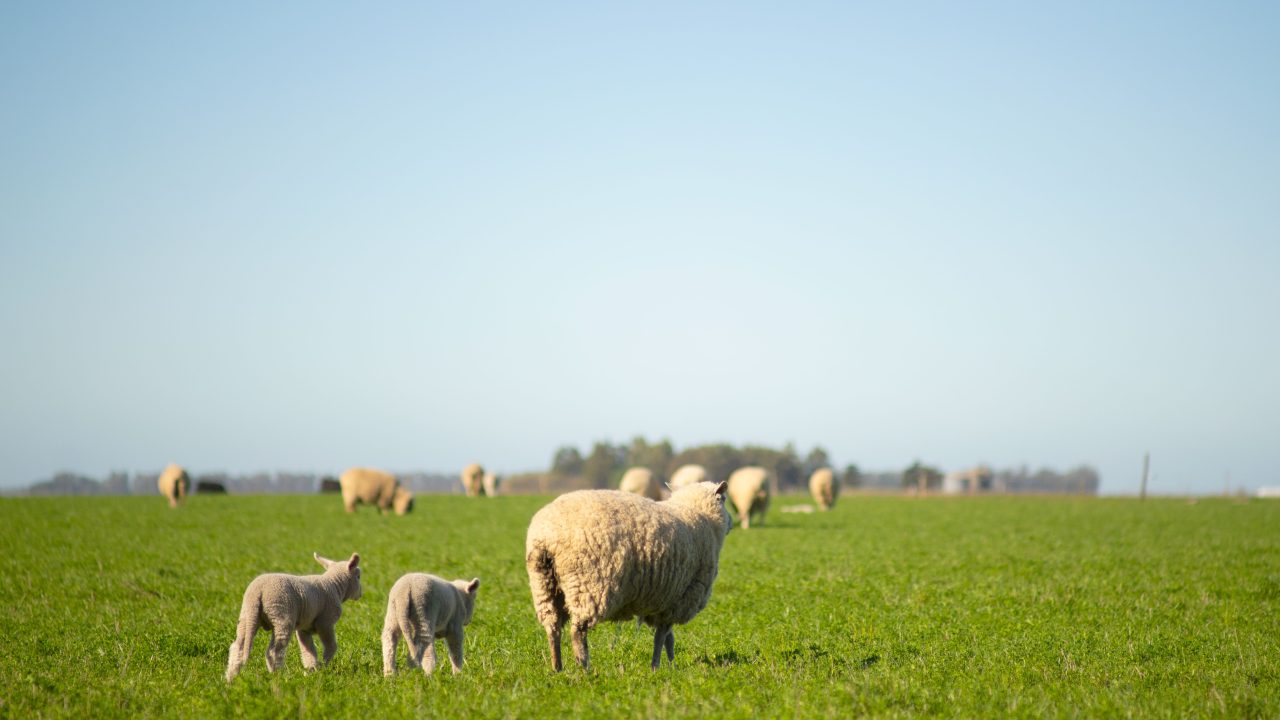 Sheep: Strategic dosing using faecal egg counts - Agriland.ie