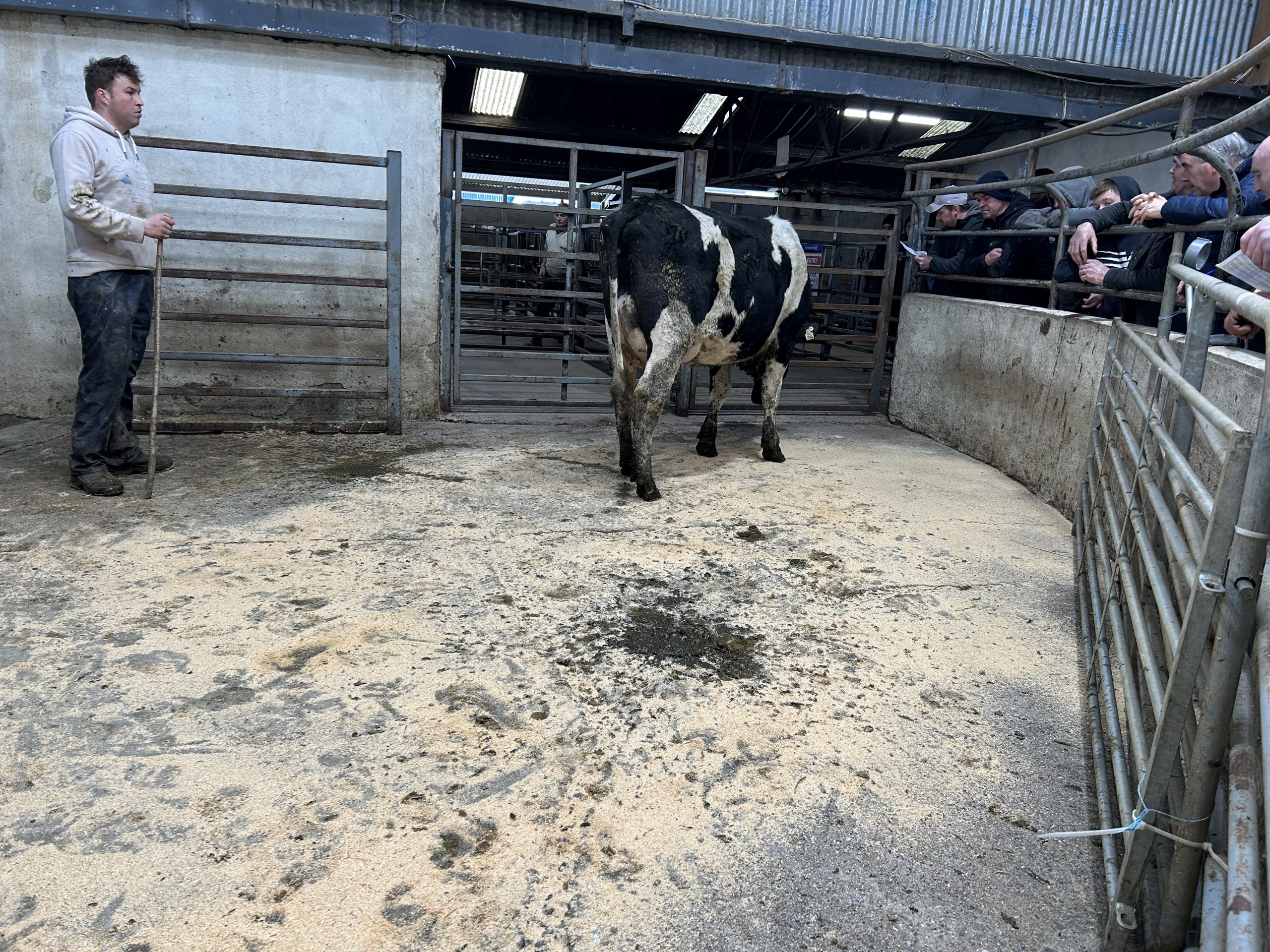 Strong trade for freshly calved heifers & cows in Carnew Mart - Agriland.ie