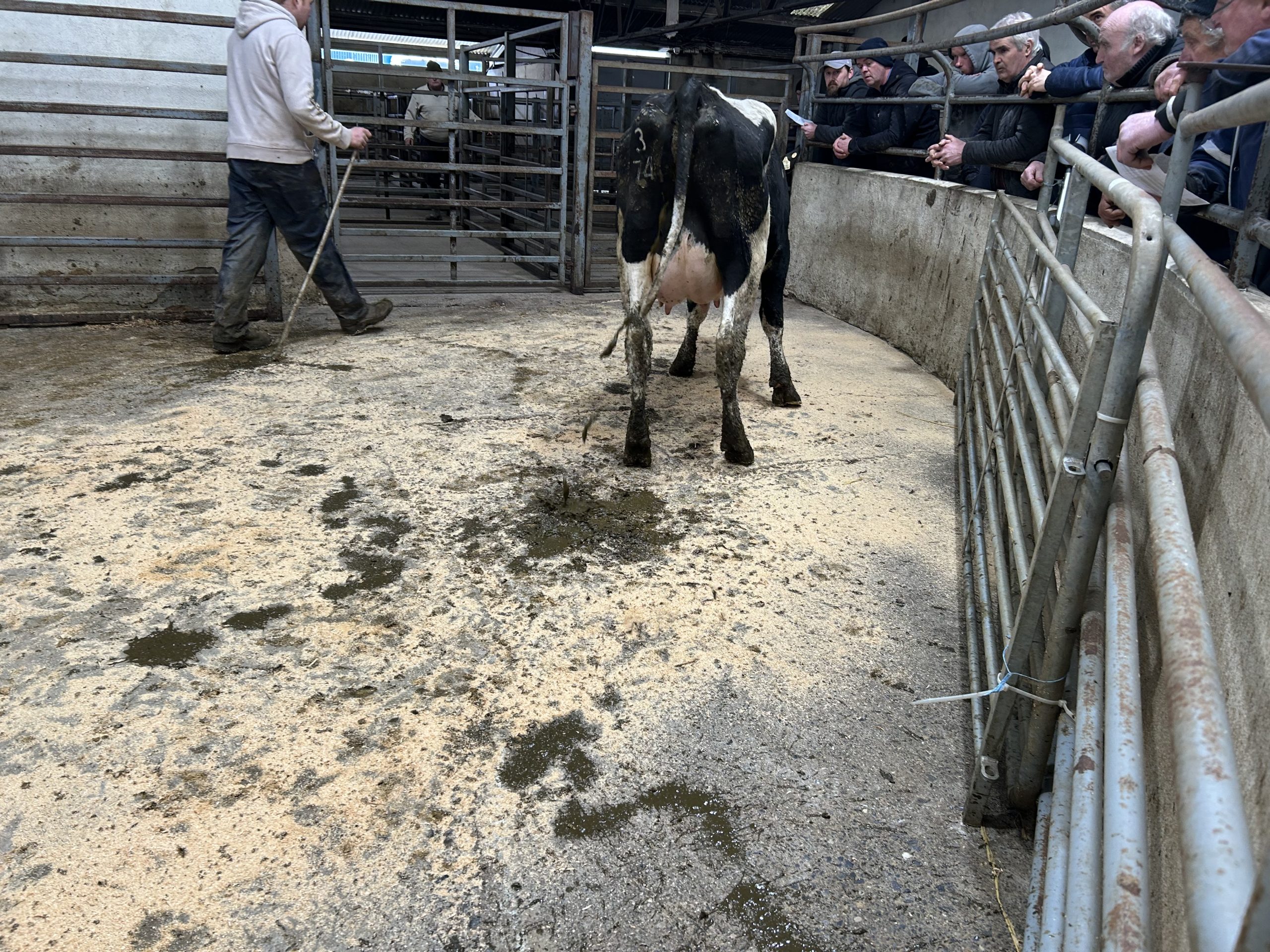 Strong trade for freshly calved heifers & cows in Carnew Mart - Agriland.ie