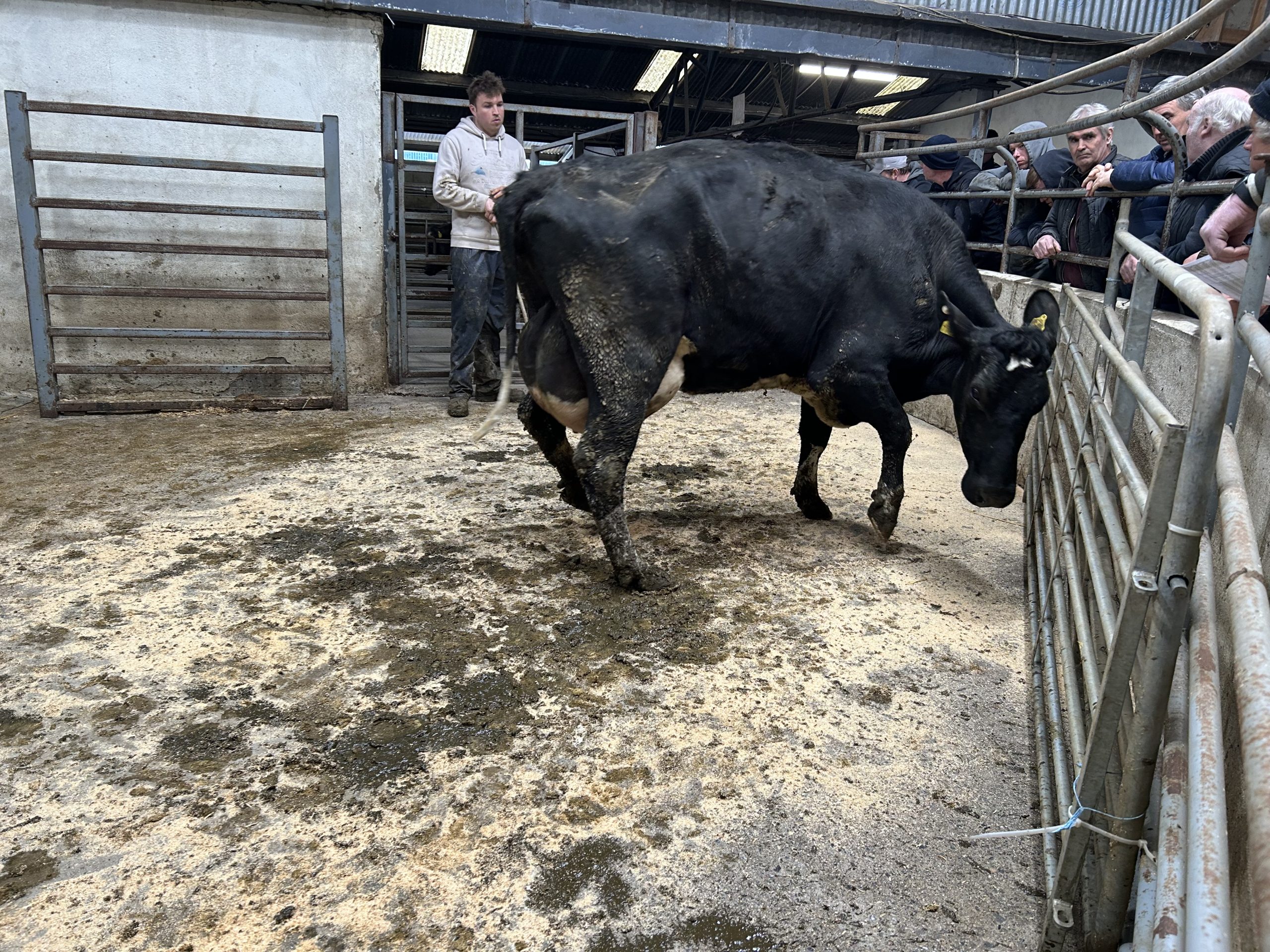 Strong trade for freshly calved heifers & cows in Carnew Mart - Agriland.ie