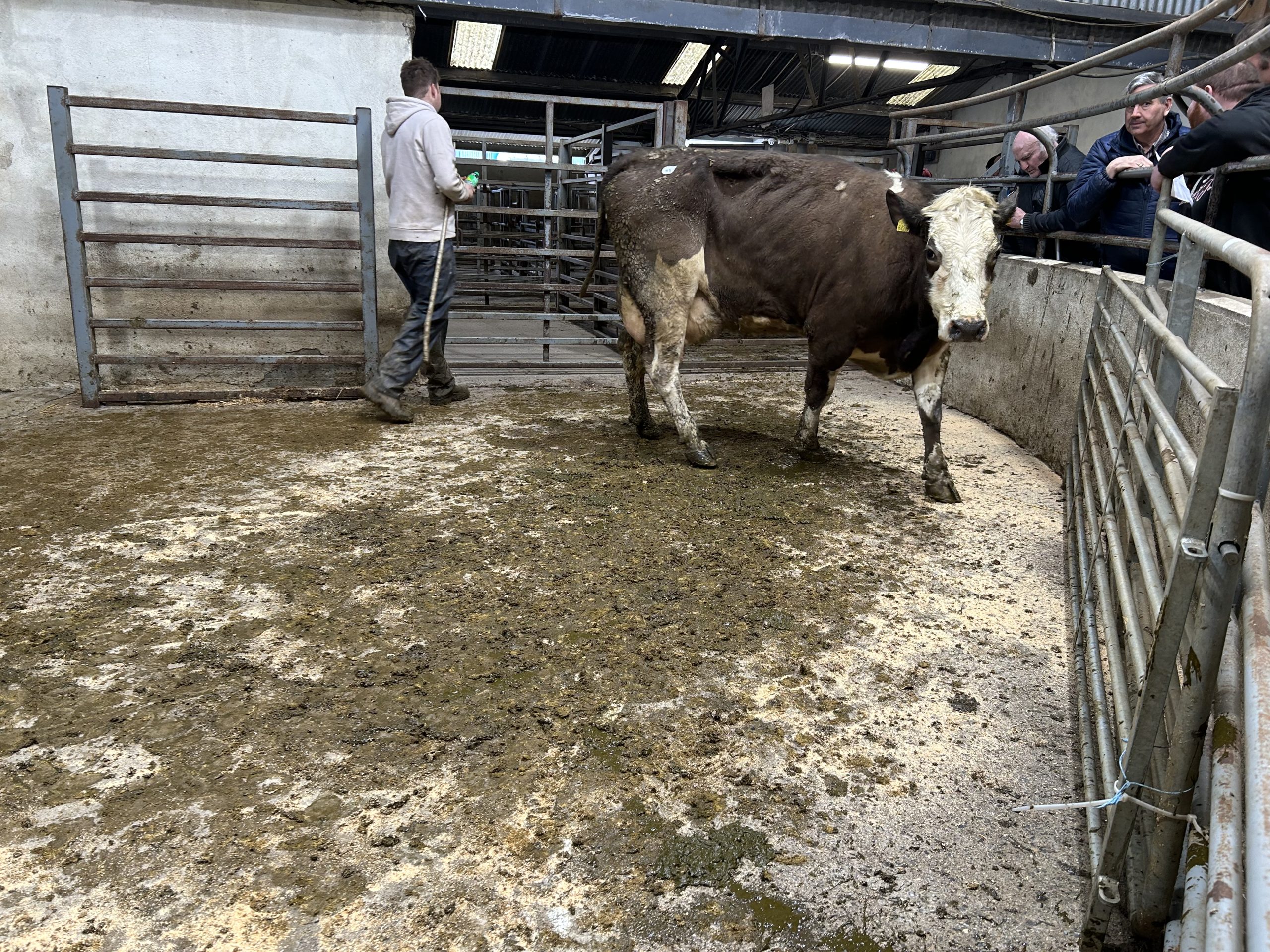 Strong trade for freshly calved heifers & cows in Carnew Mart - Agriland.ie