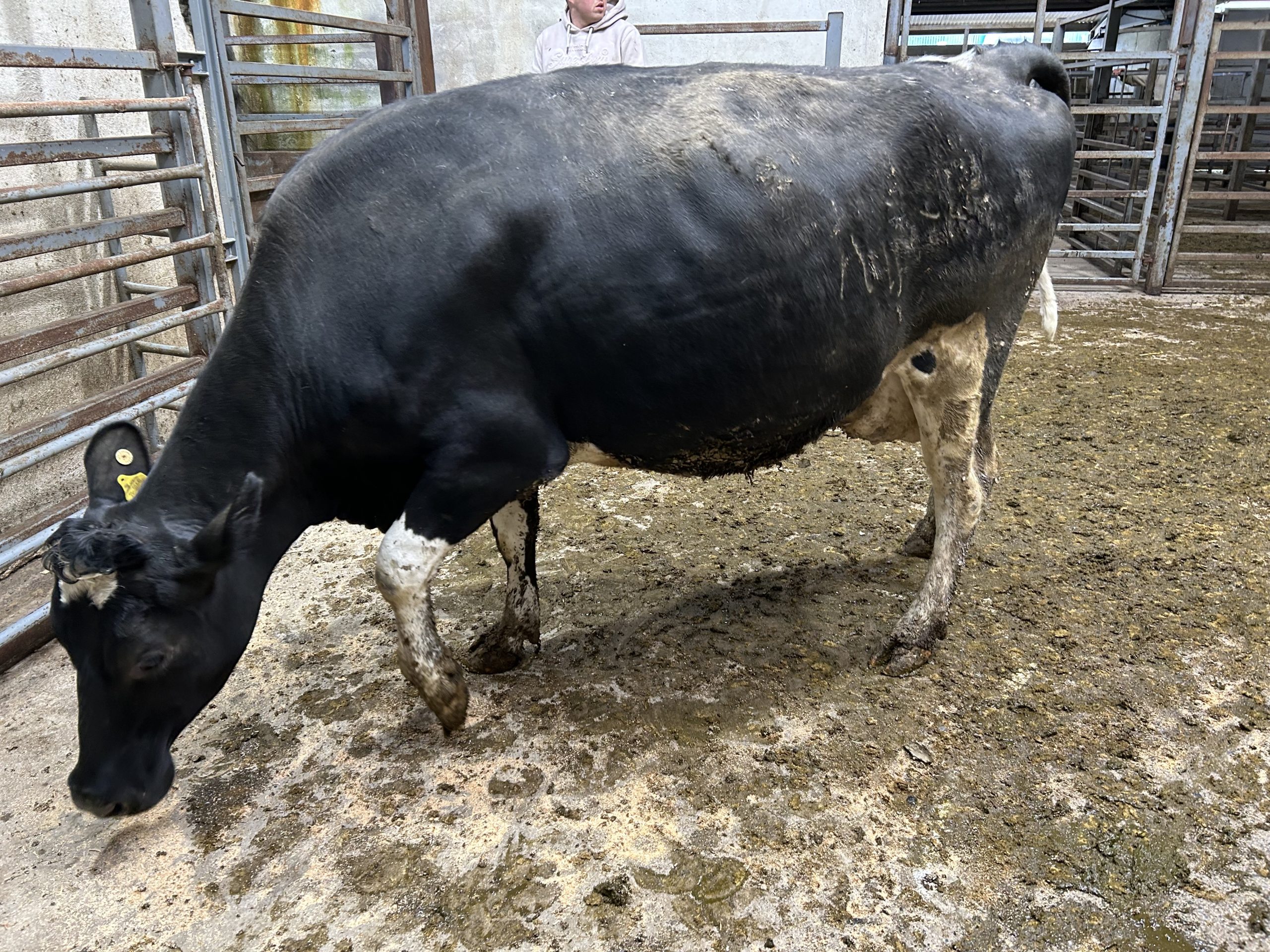 Strong trade for freshly calved heifers & cows in Carnew Mart - Agriland.ie