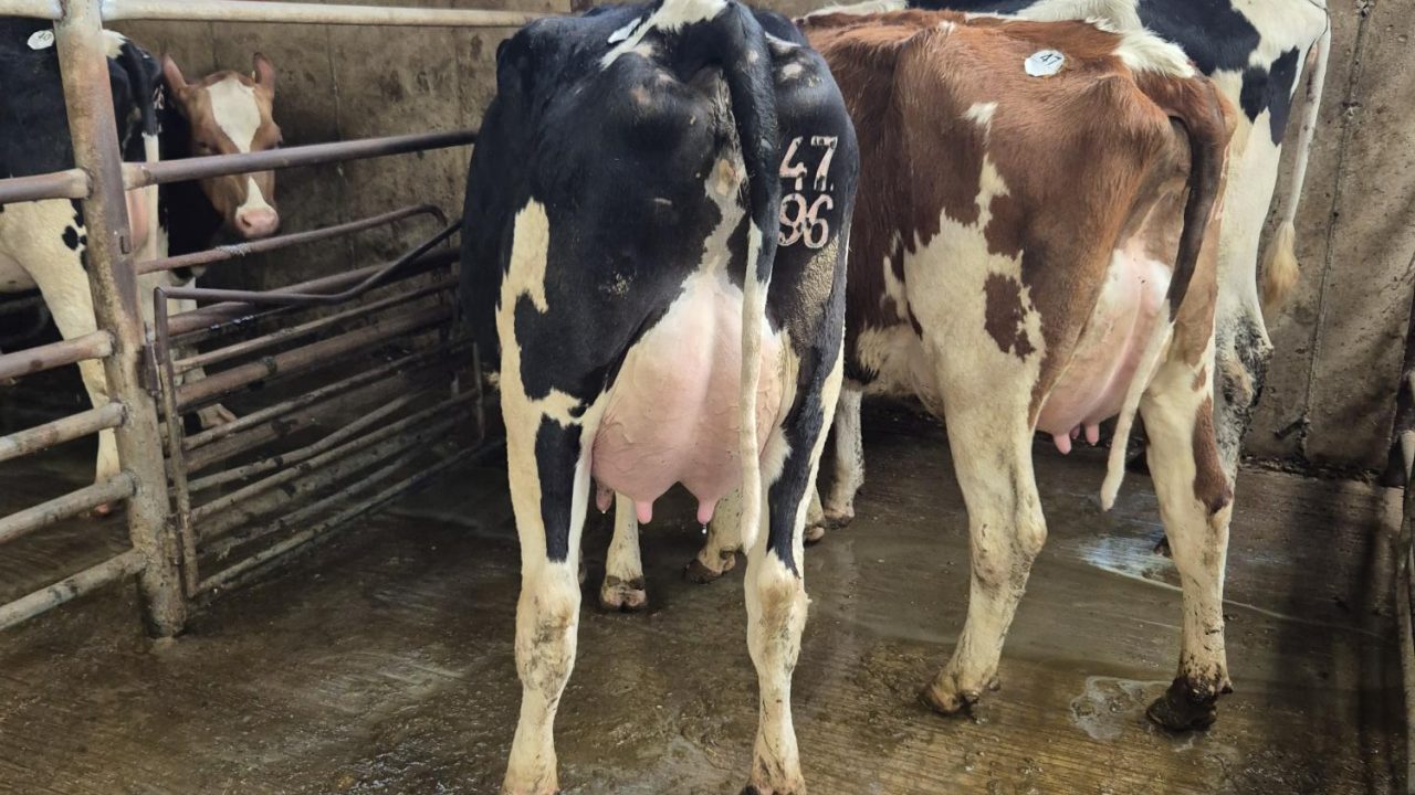 Freshly calved 2-year-old heifer makes €3,750 in Wexford sale - Agriland.ie