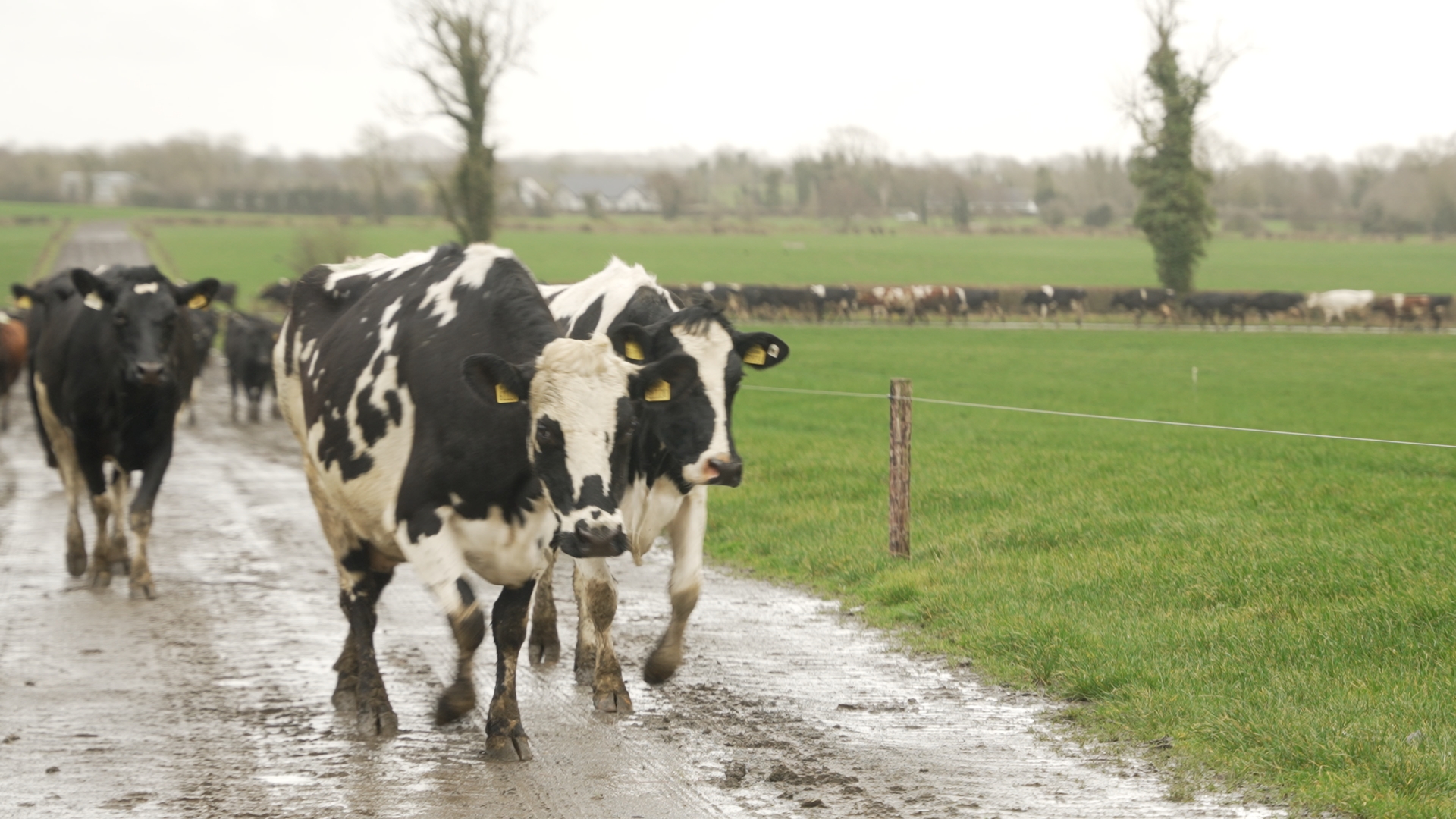 Watch now - Farming for the Future: The Spring Surge - Agriland.ie
