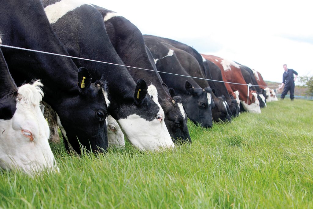 Watch: Optimising rumen microbes - making every bite count - Agriland.ie