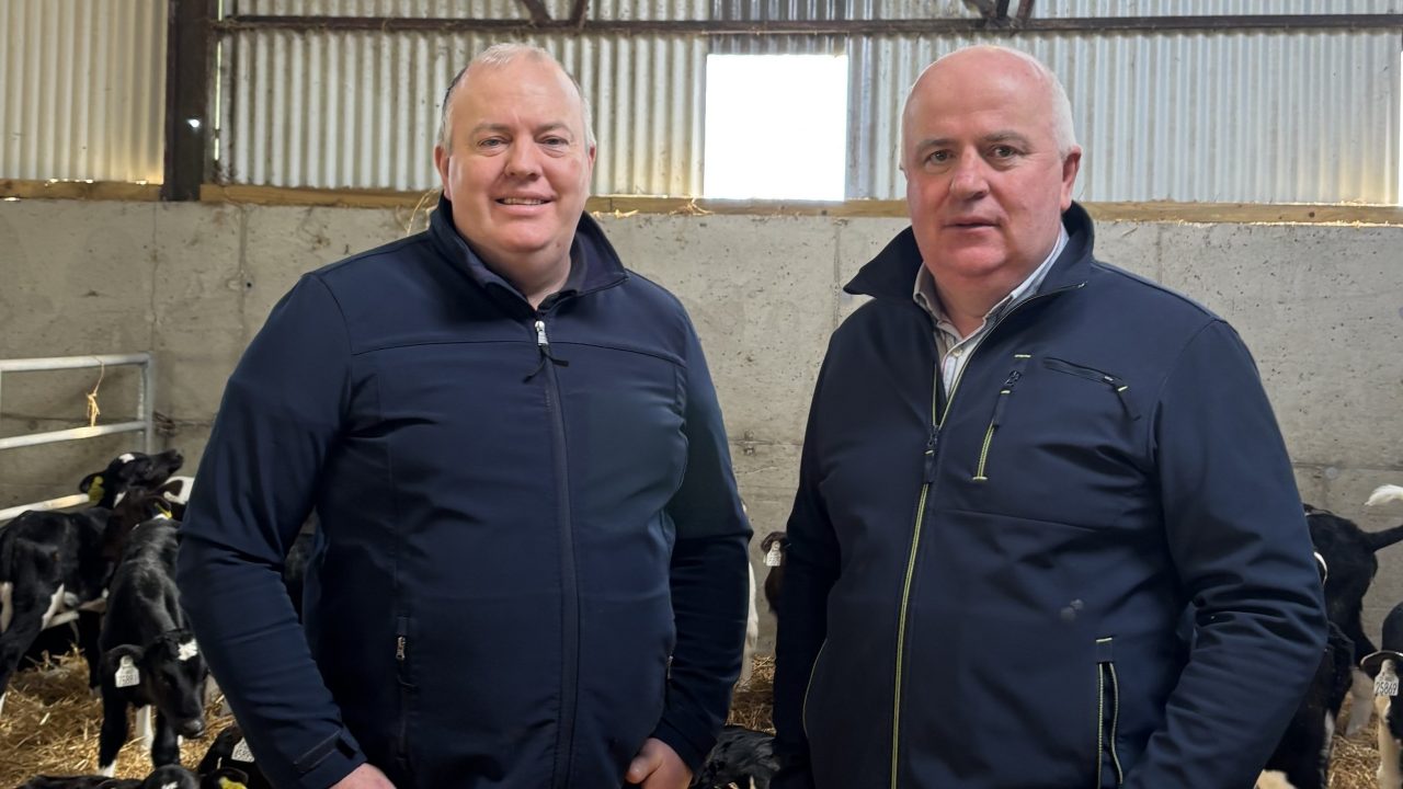 Tipperary farmers' calf pneumonia strategy brings peace of mind ...